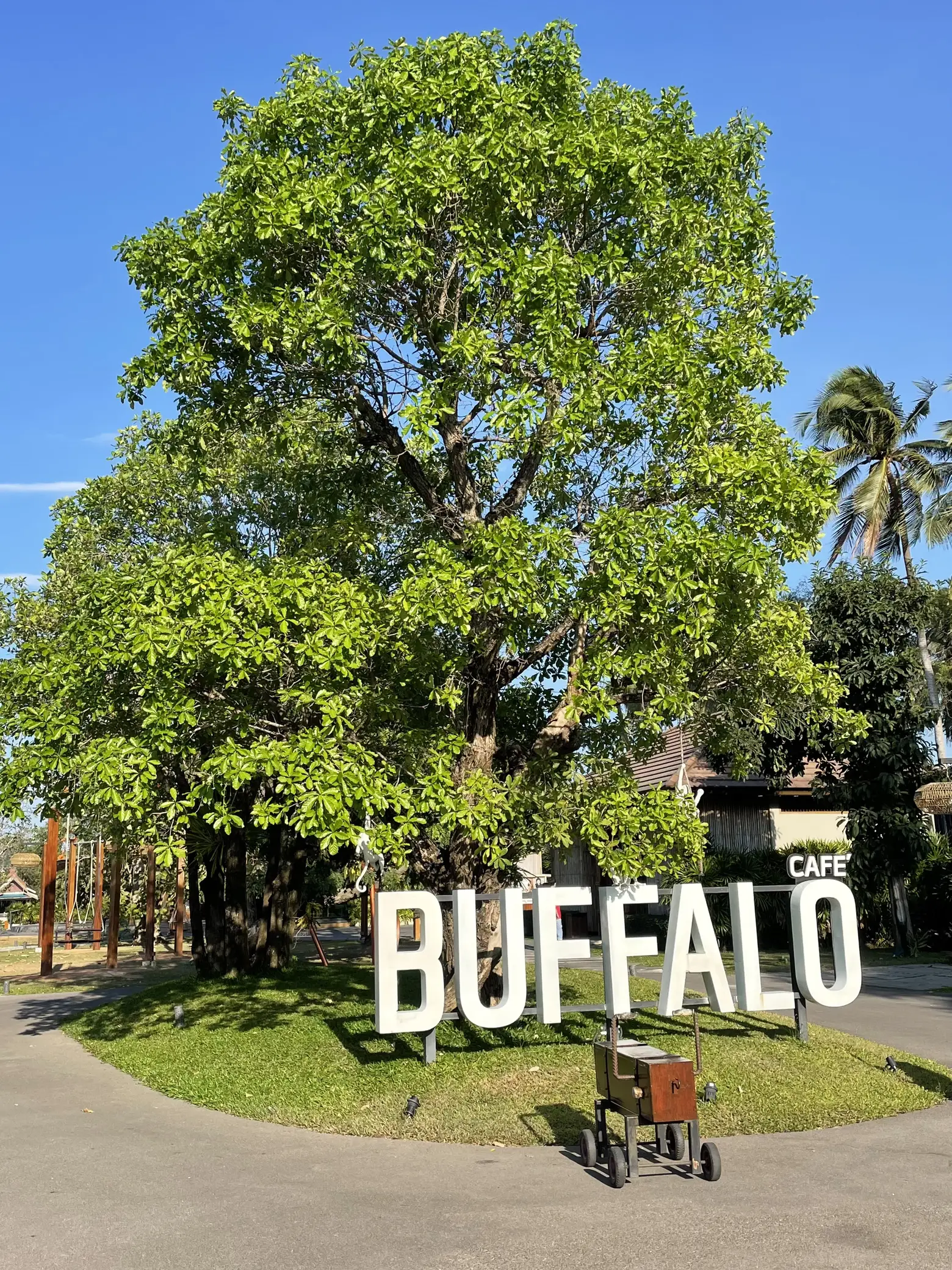 The Buffalo Cafe อัมพวา ที่ชิลมีทั้งคาเฟ่ โรงแรม ร้านอาหาร | แกลเลอรี ...