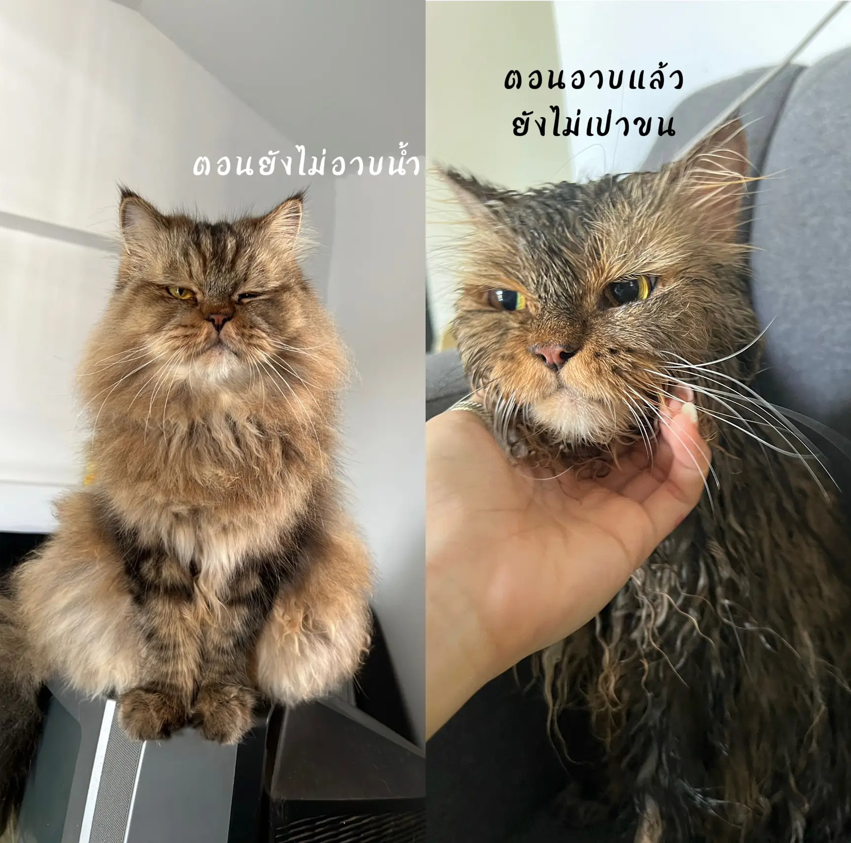 อาบน้ำให้แมวเจ้าที่กันค้าาา😻 ️ | แกลเลอรีที่โพสต์โดย Cap.ji | Lemon8
