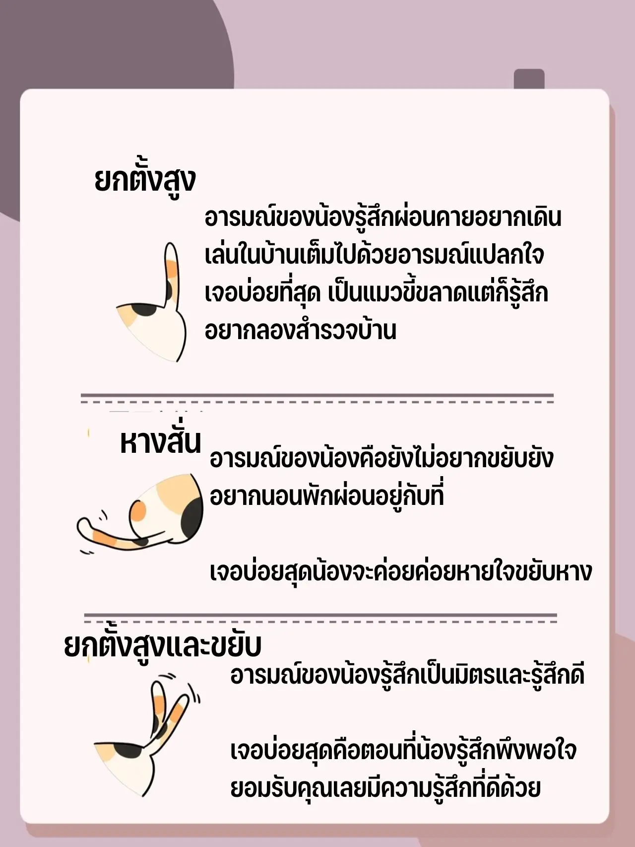 มาดูภาษาหางแมวกันค่ะ! | แกลเลอรีที่โพสต์โดย PETLOVER | Lemon8