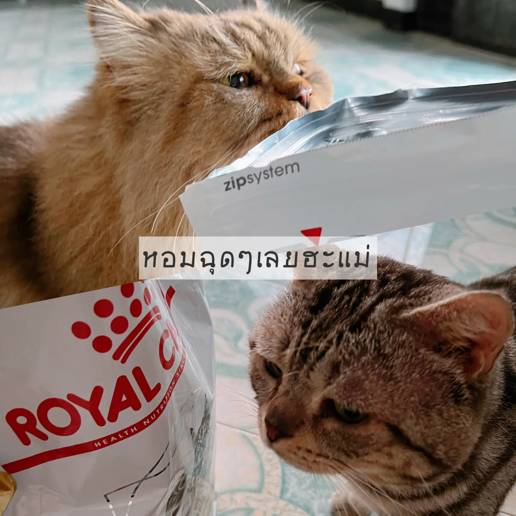รีวิวอาหารเปียกแมว Ron Ron - การค้นหาใน Lemon8