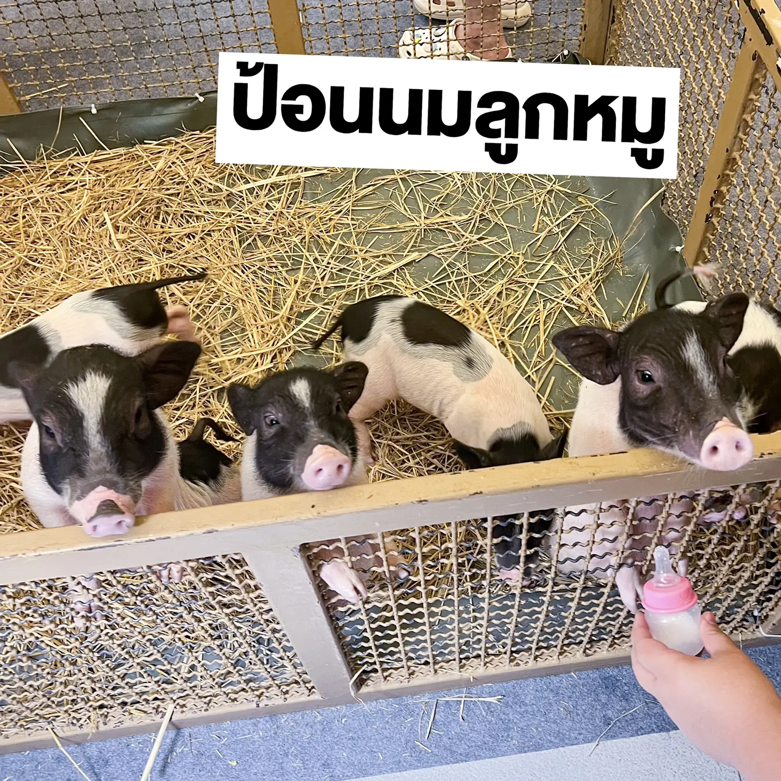 พาเดินเที่ยวงาน Farm Sanook ที่ Terminal 21 Asok 👍🏻 | แกลเลอรีที่โพสต์โดย KP ตะลอนแหลก | Lemon8