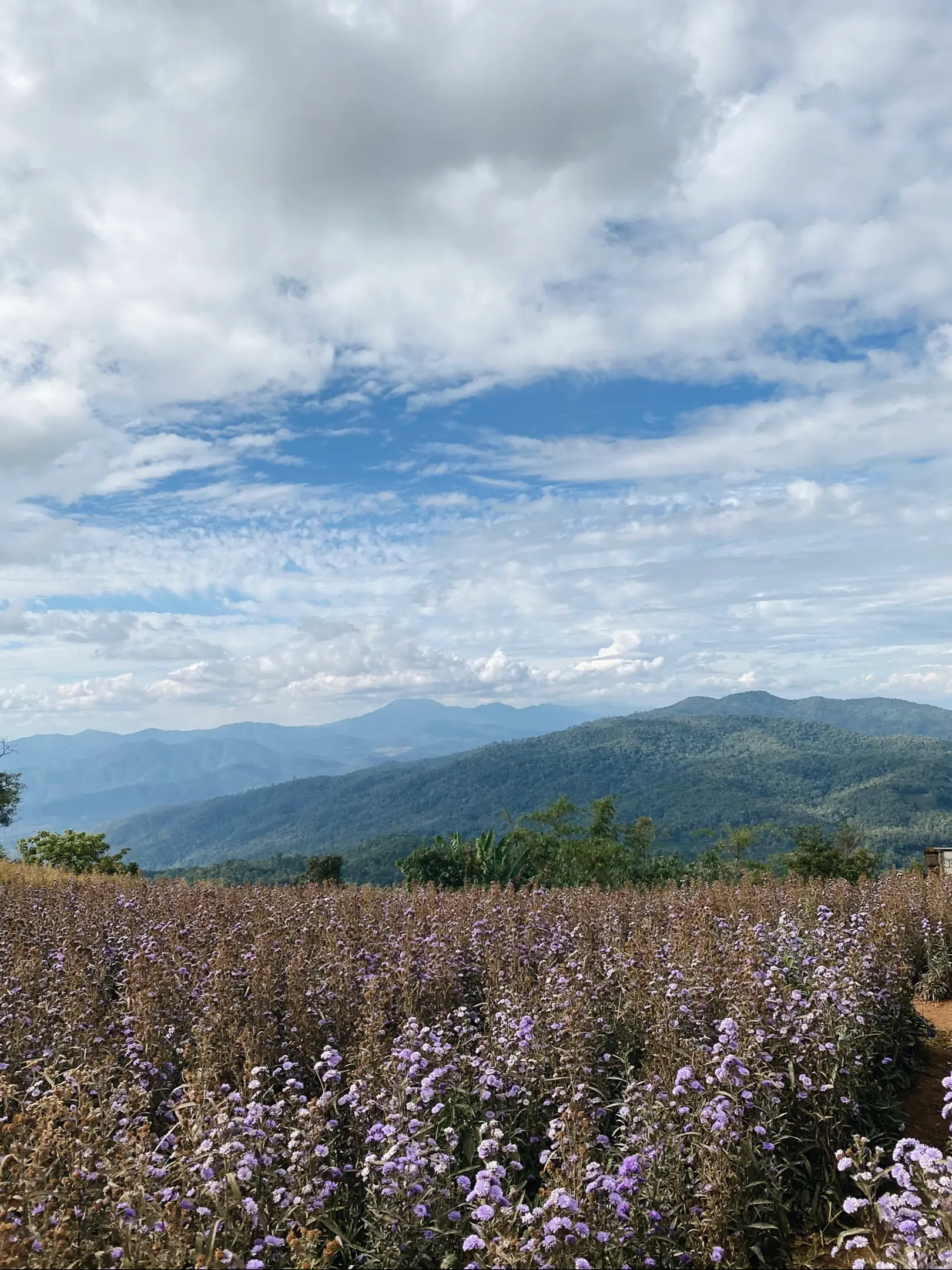 CNX trip at yingyong flower garden 🌷🤍 | แกลเลอรีที่โพสต์โดย Janniejann ...