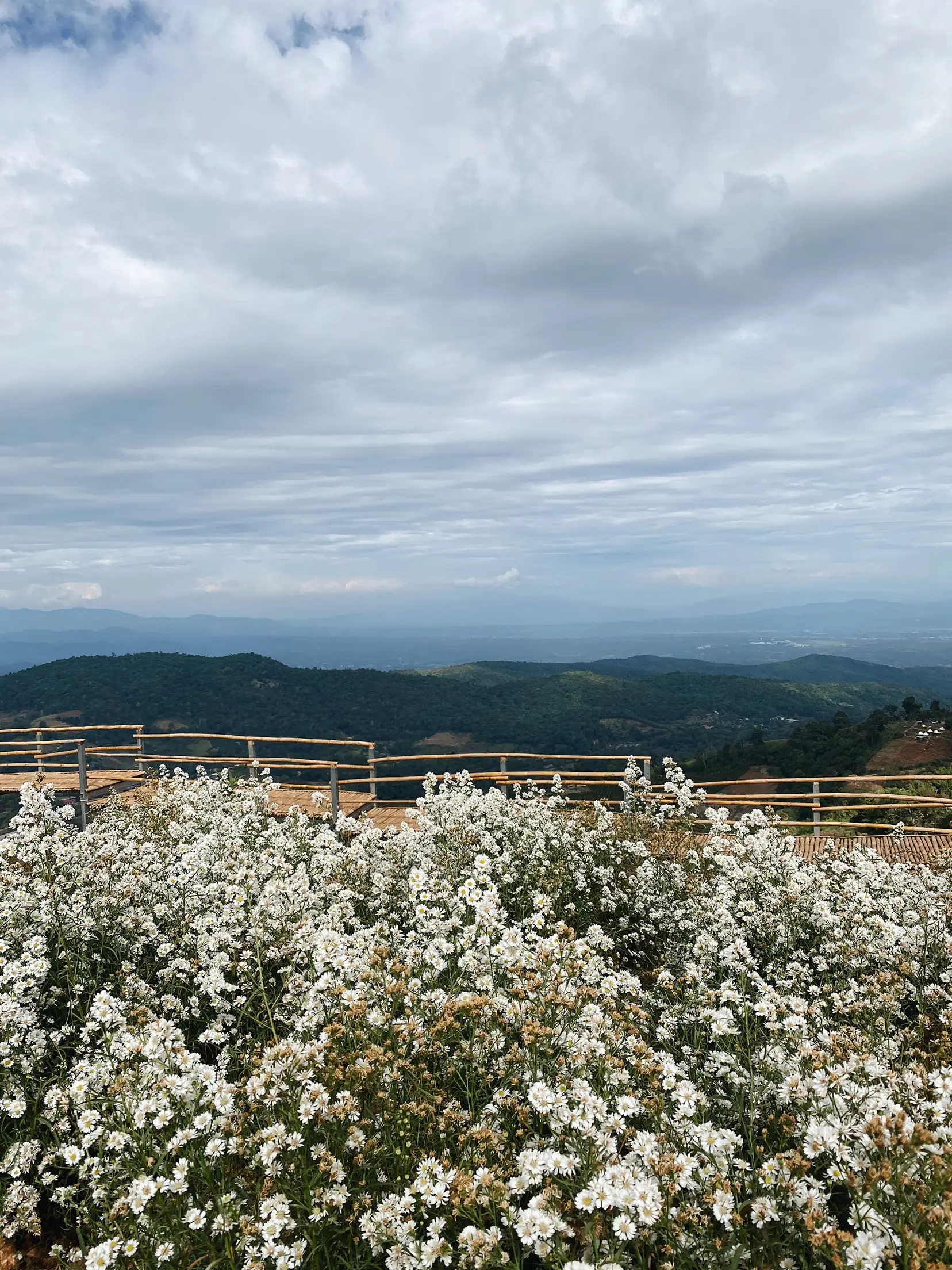 CNX trip at yingyong flower garden 🌷🤍 | แกลเลอรีที่โพสต์โดย Janniejann ...