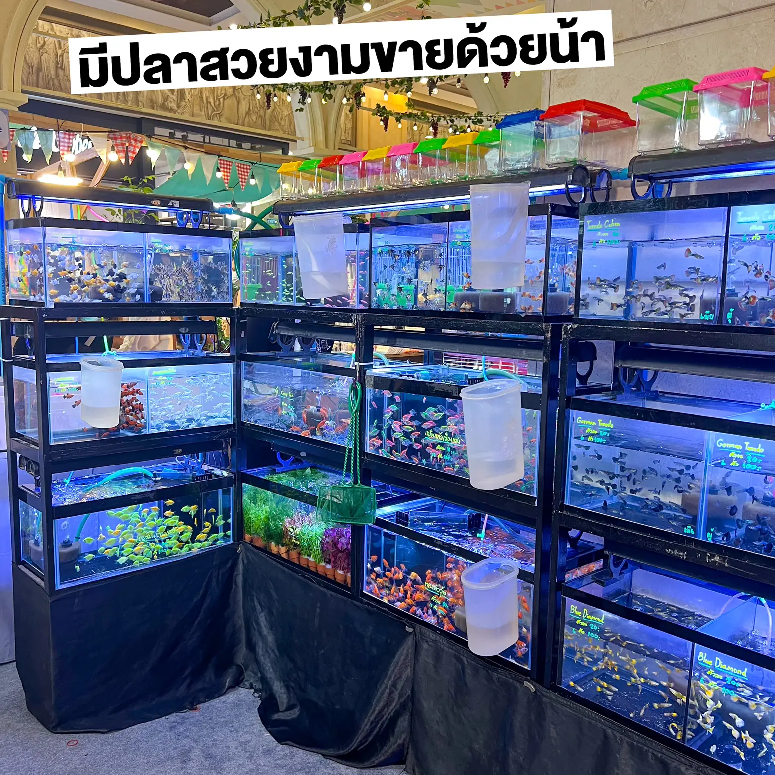 พาเดินเที่ยวงาน Farm Sanook ที่ Terminal 21 Asok 👍🏻 | แกลเลอรีที่โพสต์โดย KP ตะลอนแหลก | Lemon8