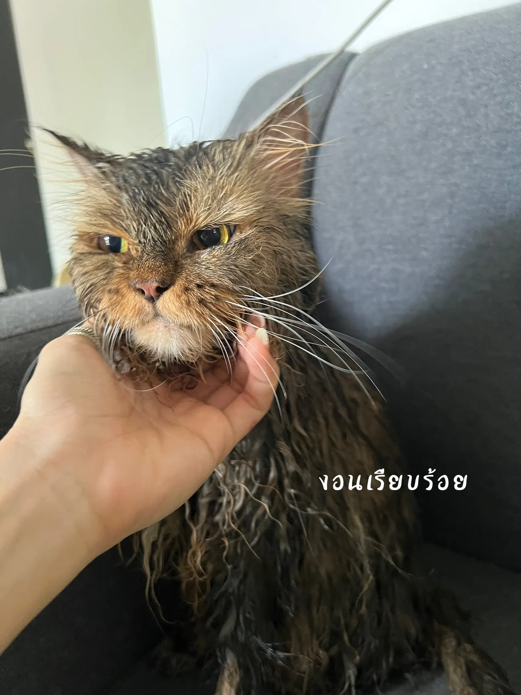 อาบน้ำให้แมวเจ้าที่กันค้าาา😻 ️ | แกลเลอรีที่โพสต์โดย Cap.ji | Lemon8