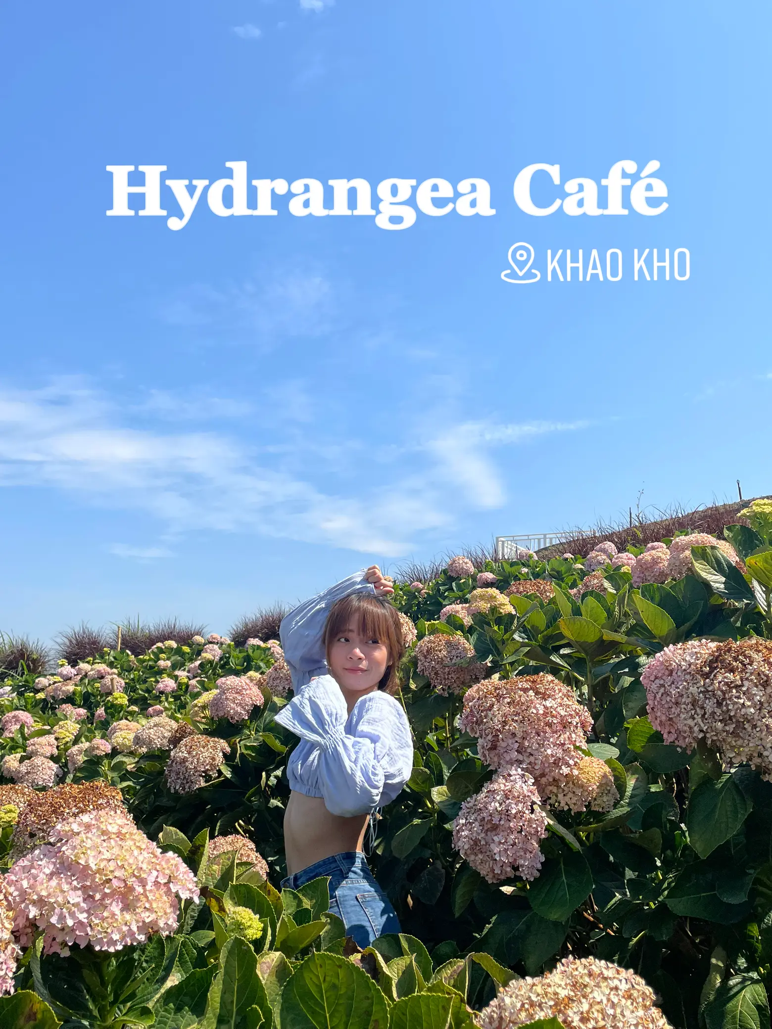 🌈 สายดอกไม้ห้ามพลาด! รีวิวคาเฟ่ Hydrangea @เขาค้อ🌷 ️ | แกลเลอรีที่โพสต์โดย Gatjangg | Lemon8