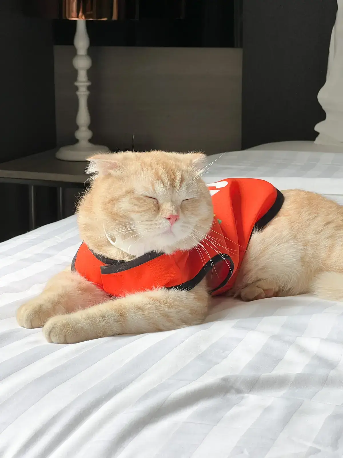 X2 Vibe Pattaya Seaphere(pet friendly) 😻 | แกลเลอรีที่โพสต์โดย nrd.kn | Lemon8