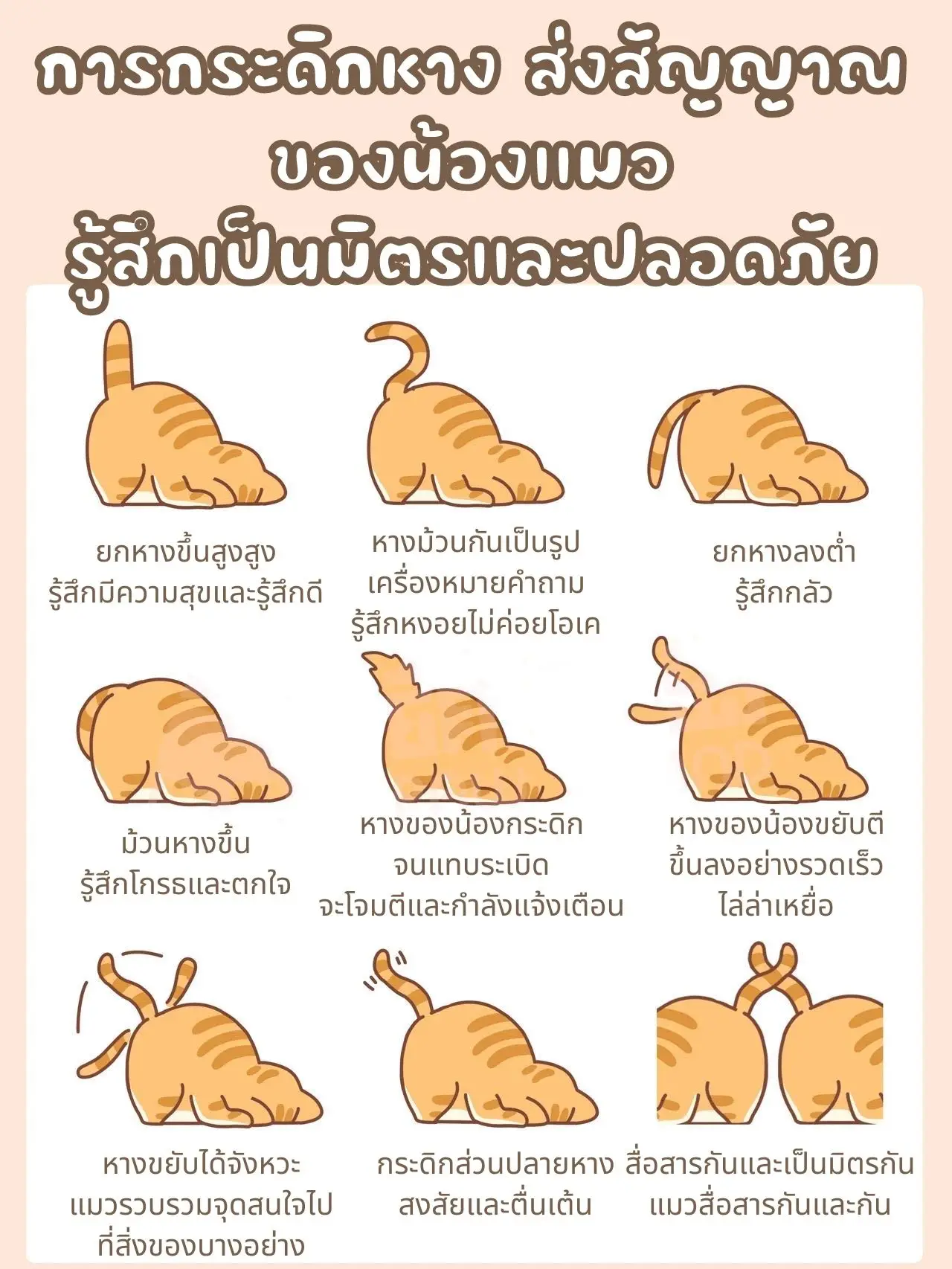 แมวคลอดแต่ละตัวห่างกันแค่ไหน - การค้นหาใน Lemon8