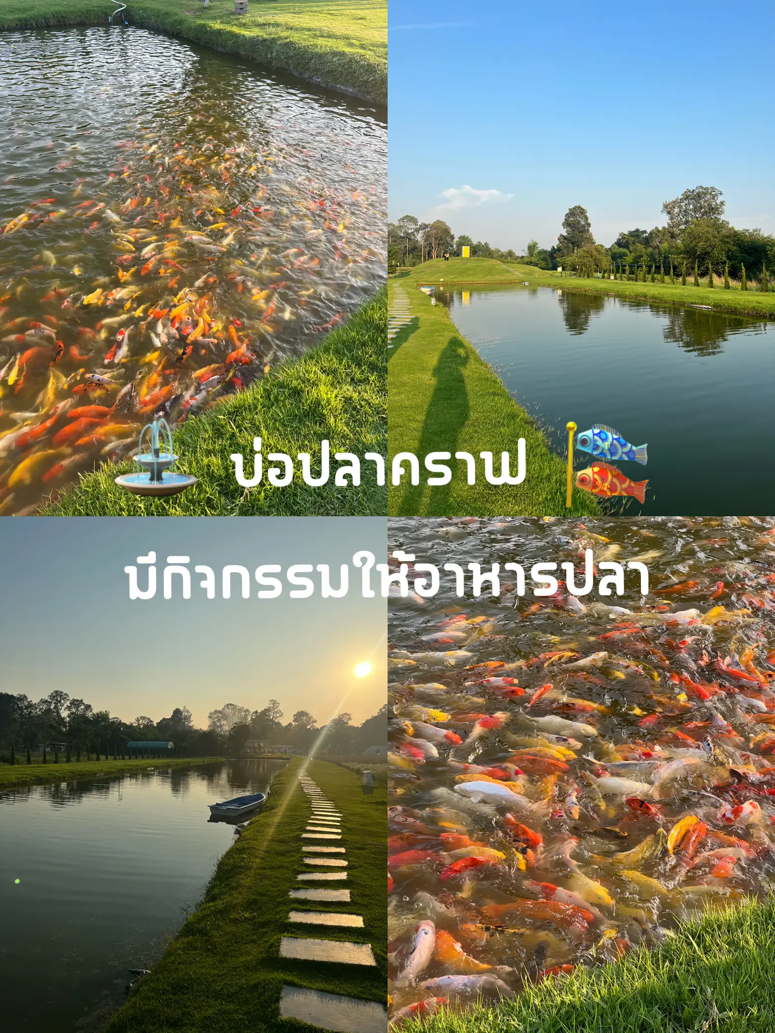 💚🍃Suwan Farm Roi-Et 💐 สวนดอกไม้ ฟีลธรรมชาติ มินิมอล | แกลเลอรีที่โพสต์ ...