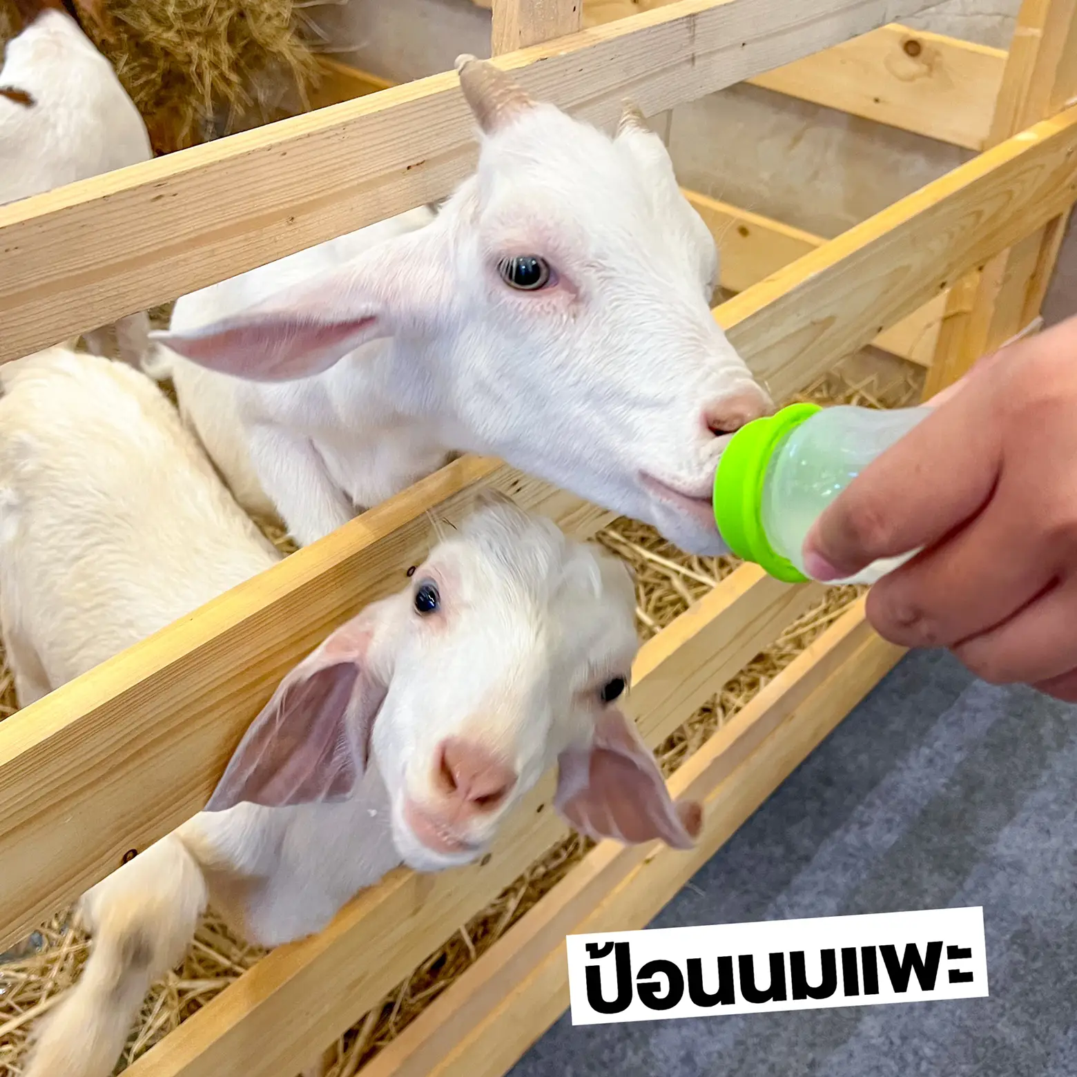 พาเดินเที่ยวงาน Farm Sanook ที่ Terminal 21 Asok 👍🏻 | แกลเลอรีที่โพสต์โดย KP ตะลอนแหลก | Lemon8