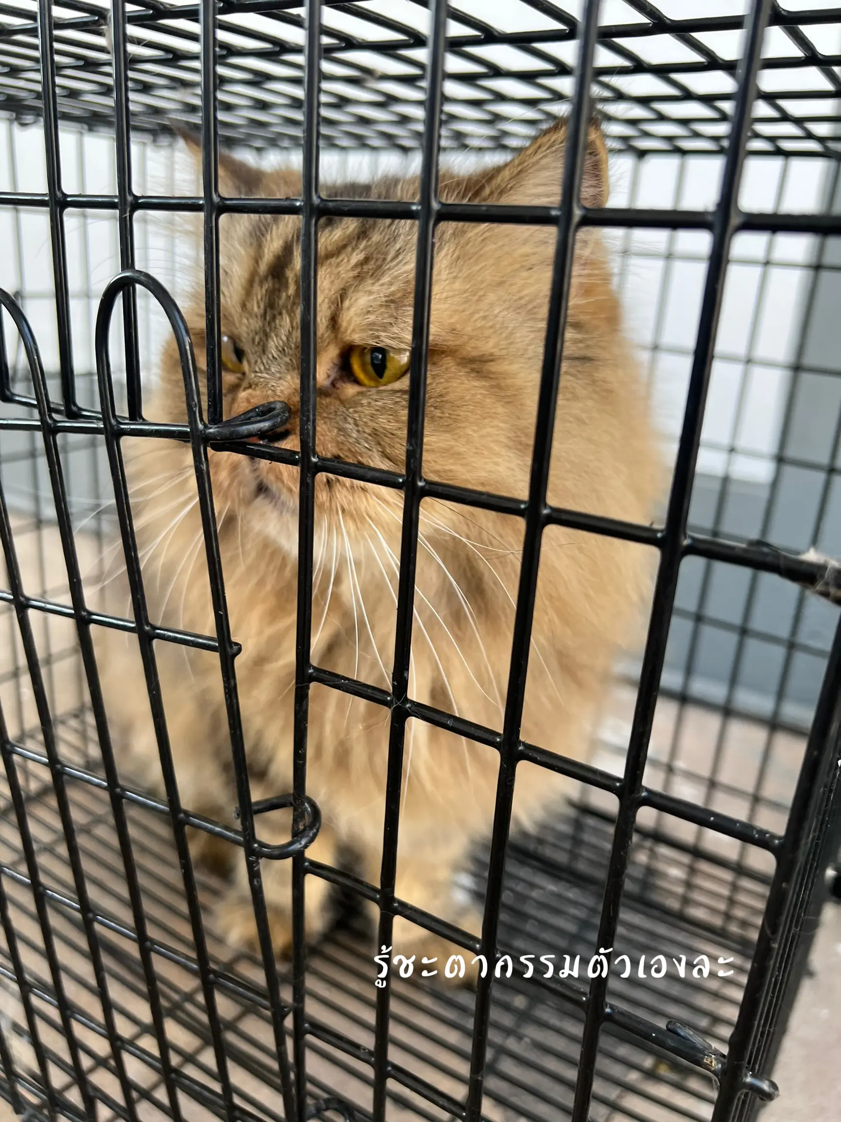 อาบน้ำให้แมวเจ้าที่กันค้าาา😻 ️ | แกลเลอรีที่โพสต์โดย Cap.ji | Lemon8