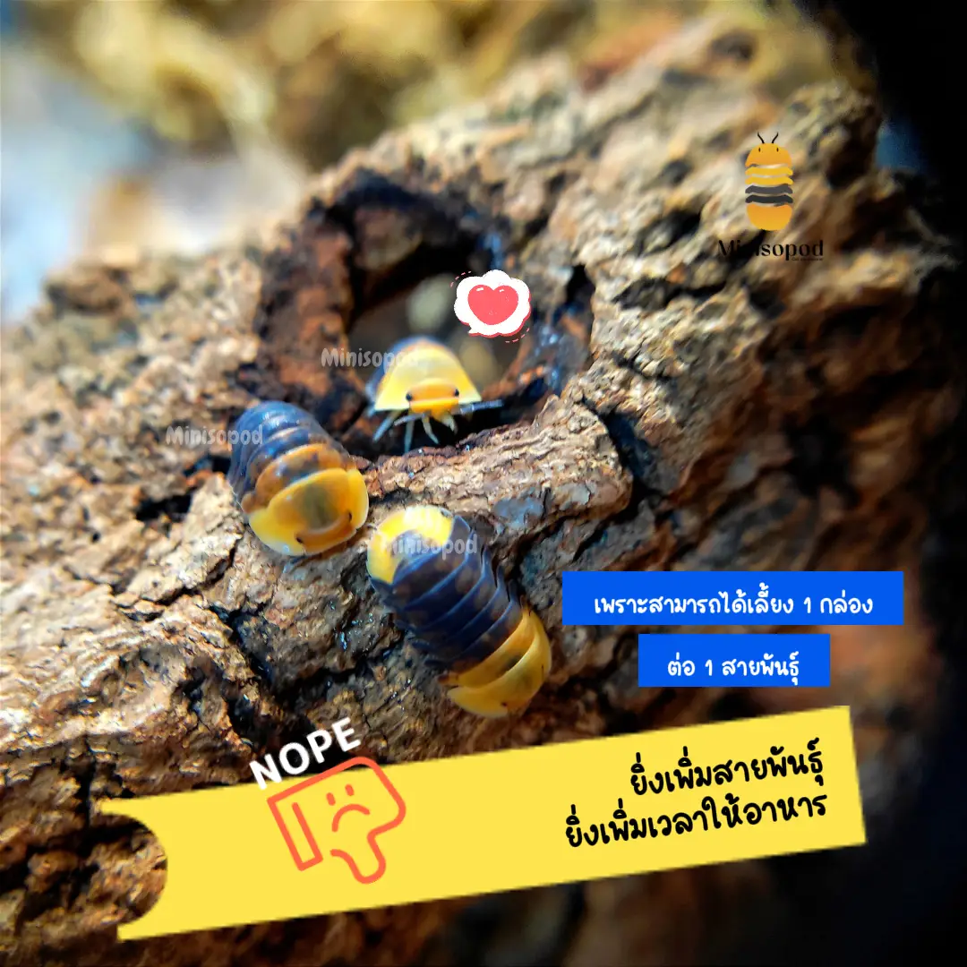 ข้อดี ข้อเสีย การเลี้ยง Isopod ไอโซพอด แกลเลอรีที่โพสต์โดย