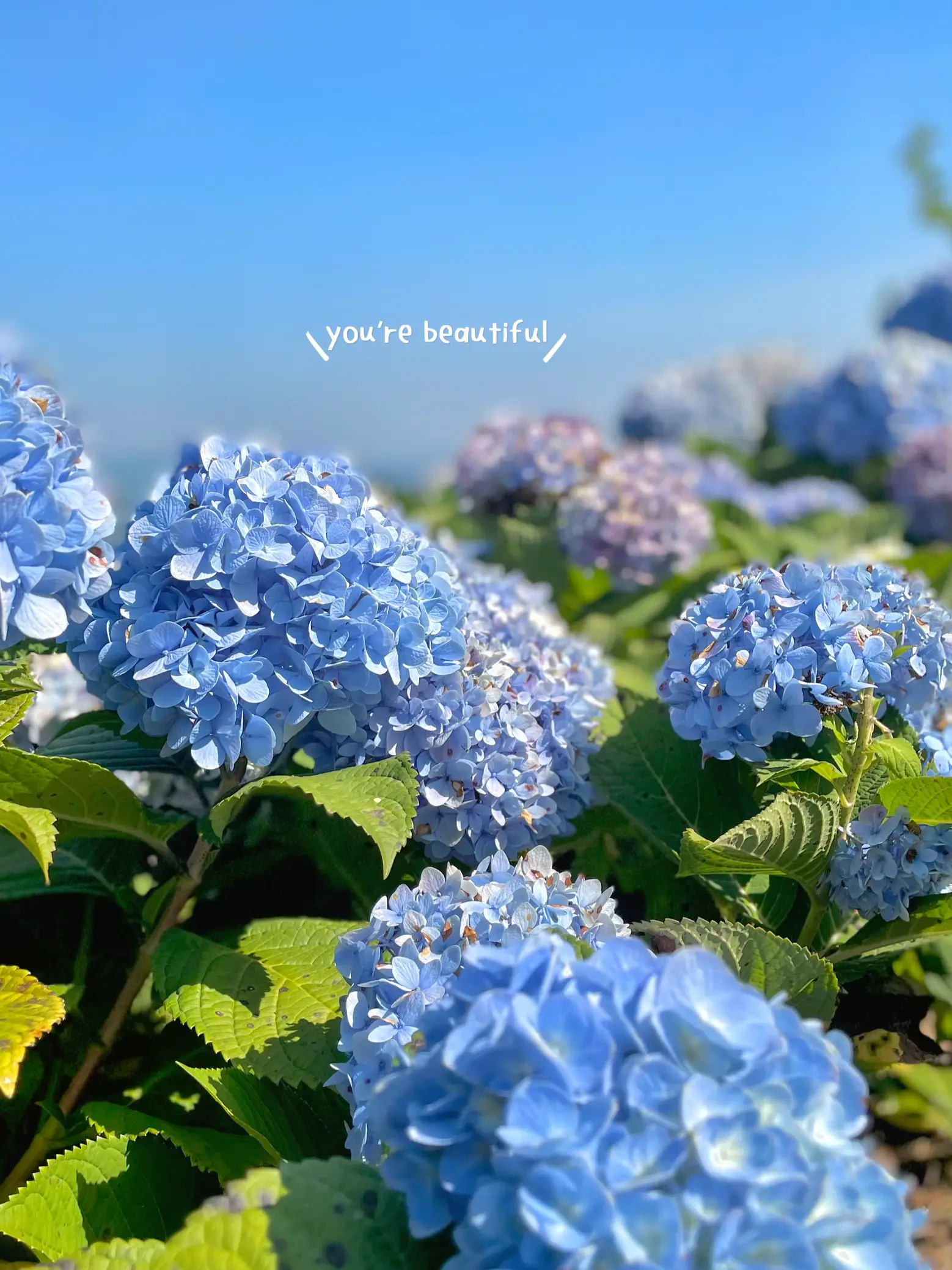 Hydrangea San🌸ทุ่งดอกไม้สุดฮิตที่เชียงราย | แกลเลอรีที่โพสต์โดย ...