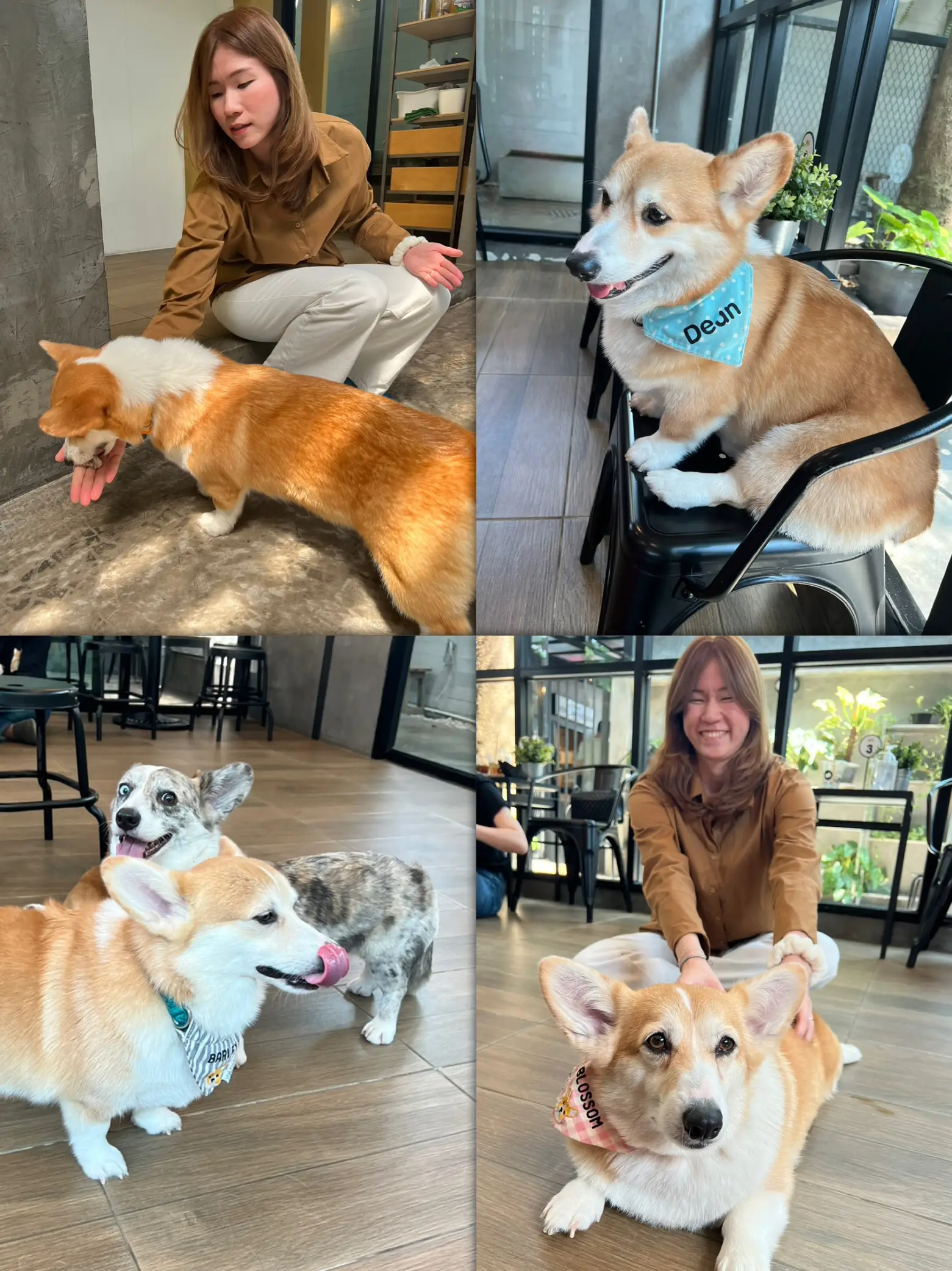 Corgi Cafe 🐶 น้องคอร์กี้น่ารักม๊ากกก 😍 | แกลเลอรีที่โพสต์โดย puifainaka | Lemon8