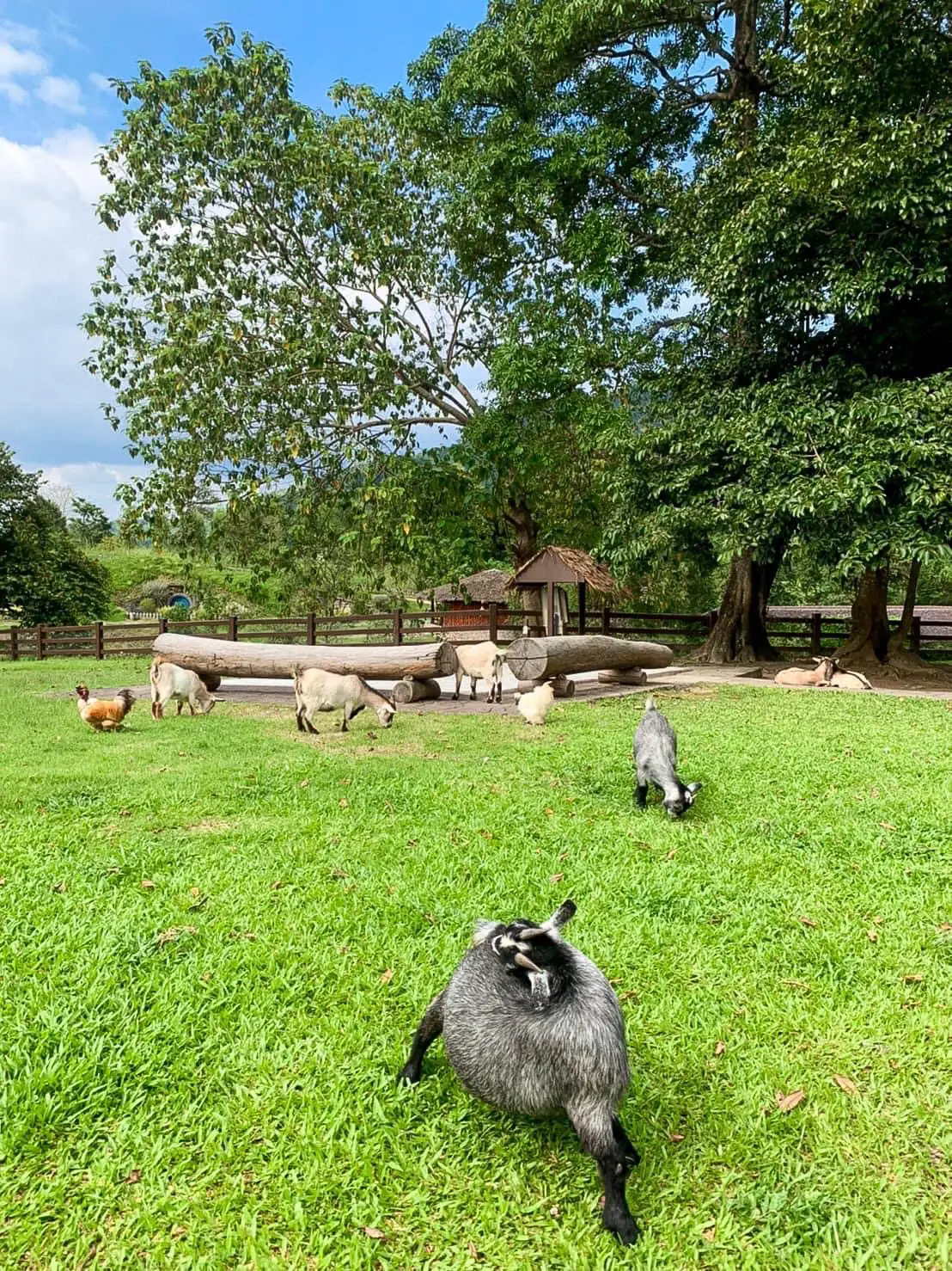 ไปถ่ายรูปเล่นที่ Alpaca Hill 🌲🐐🦙 ราชบุรี กัน | แกลเลอรีที่โพสต์โดย ...
