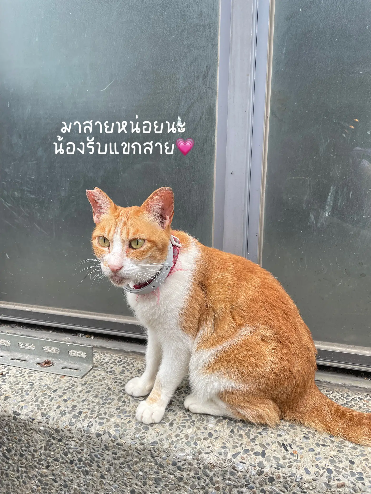 Houtong Cat Village 😽 | แกลเลอรีที่โพสต์โดย ByBeam 🐛 | Lemon8