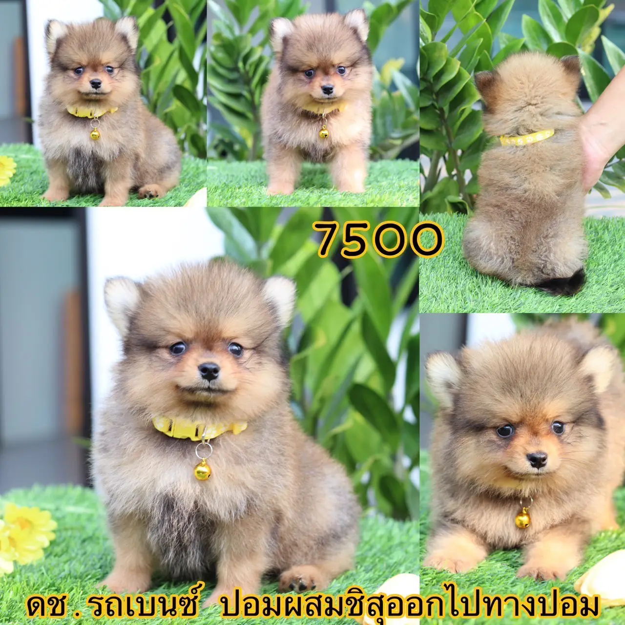 Cute dog | Gallery posted by บ้านมินิด็อก | Lemon8