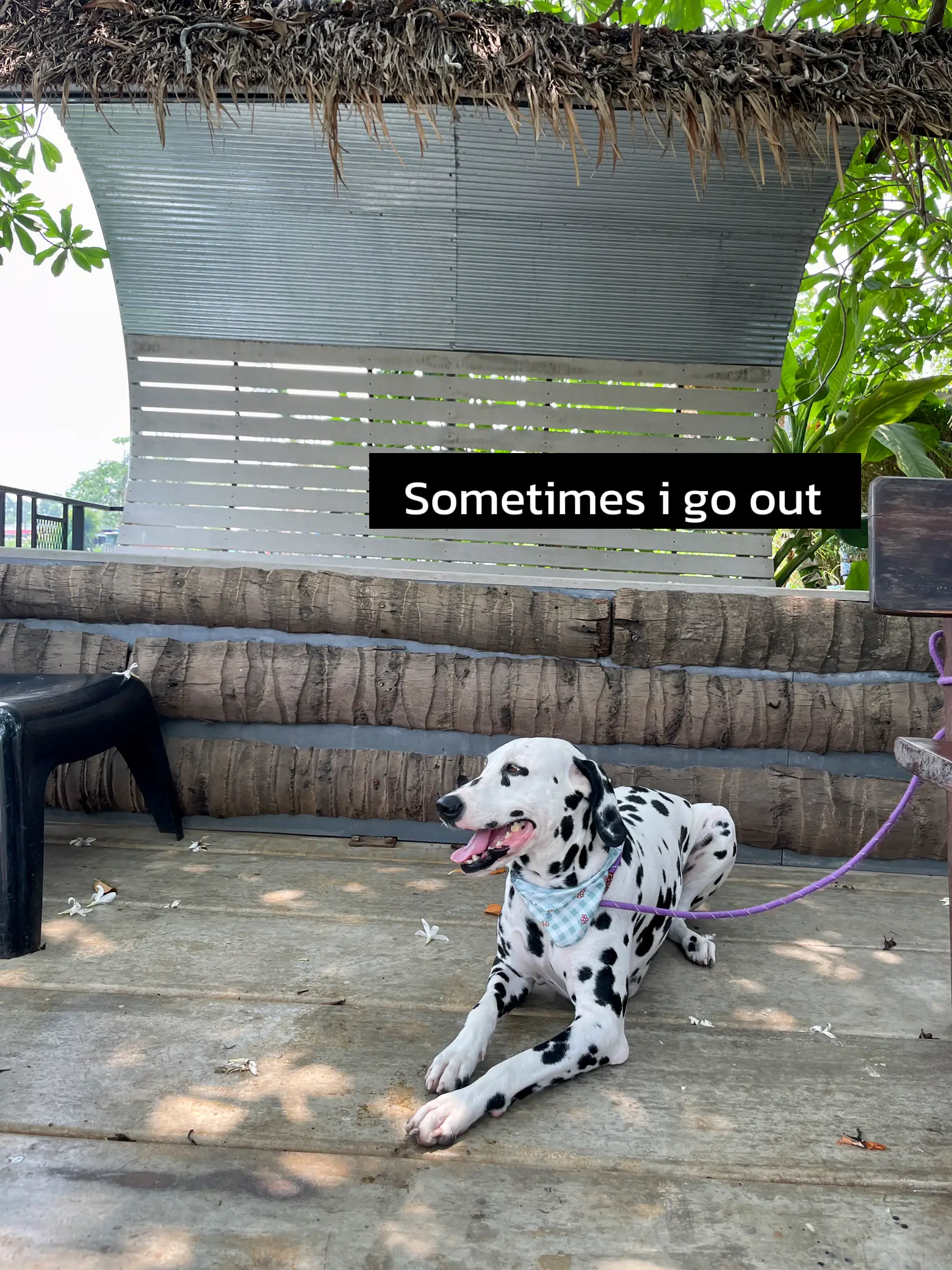 Dalmatian (what i do in a day) | แกลเลอรีที่โพสต์โดย Chachaaa | Lemon8