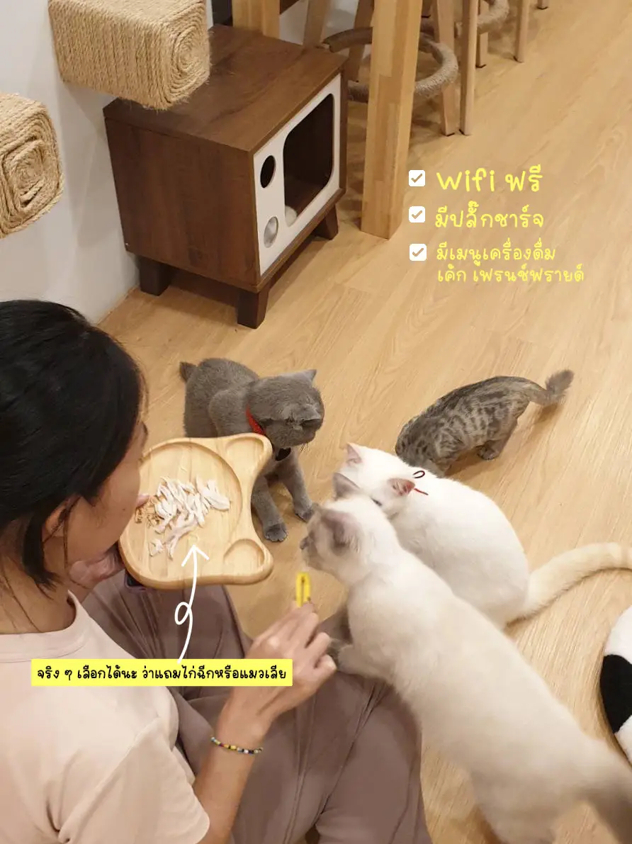 Catsmile_cafe ปักหมุดคาเฟ่แมวเปิดใหม่ ใกล้บีทีเอส | แกลเลอรีที่โพสต์โดย | Lemon8