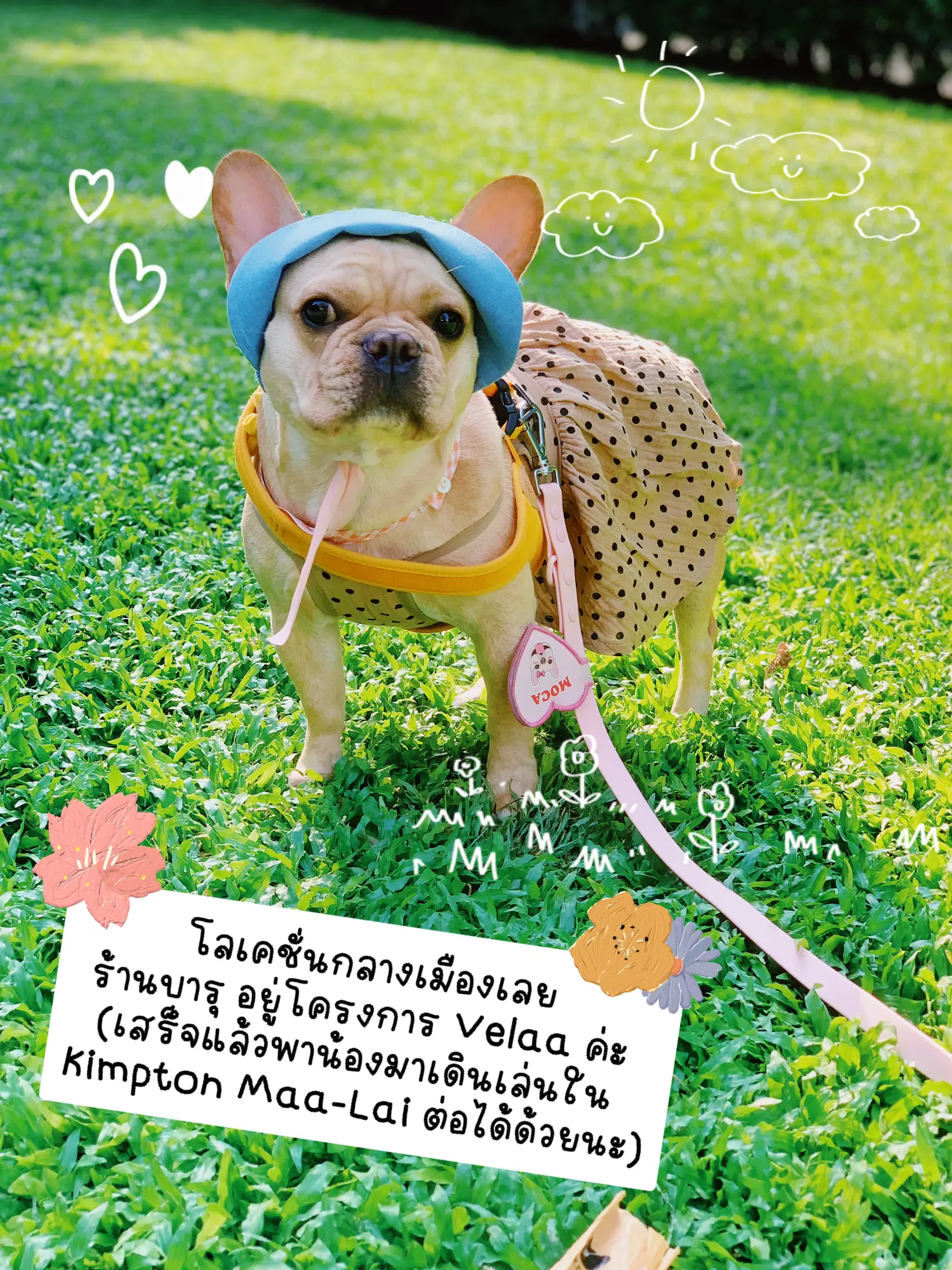 ร้านชาบูญี่ปุ่น หมาเข้าได้ | แกลเลอรีที่โพสต์โดย Mama&Moca | Lemon8