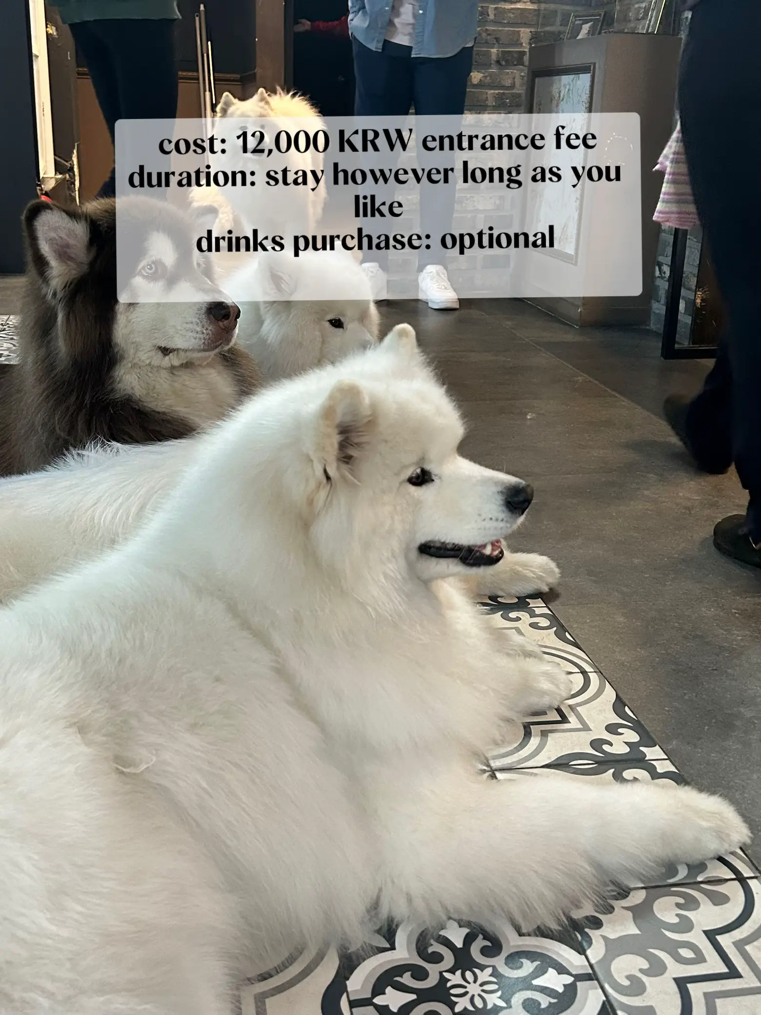 You MUST visit this SAMOYED CAFE in HONGDAE 🇰🇷 | Gallery posted by yi ...