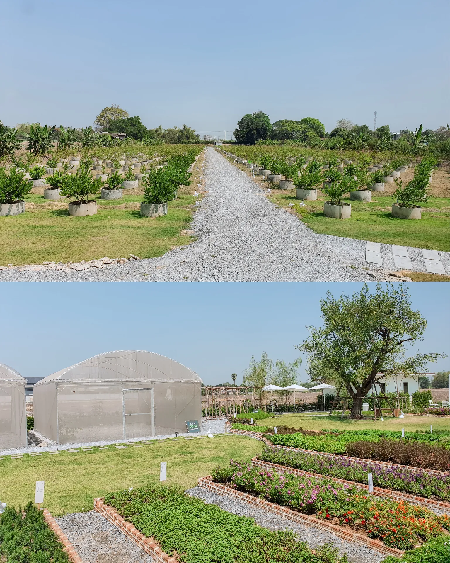 𝐋𝐞𝐦𝐨𝐧 𝐌𝐞 𝐅𝐚𝐫𝐦 & 𝐂𝐚𝐟𝐞 คาเฟ่สวนเลมอนสไตล์ญี่ปุ่น | แกลเลอรีที่โพสต์โดย ...