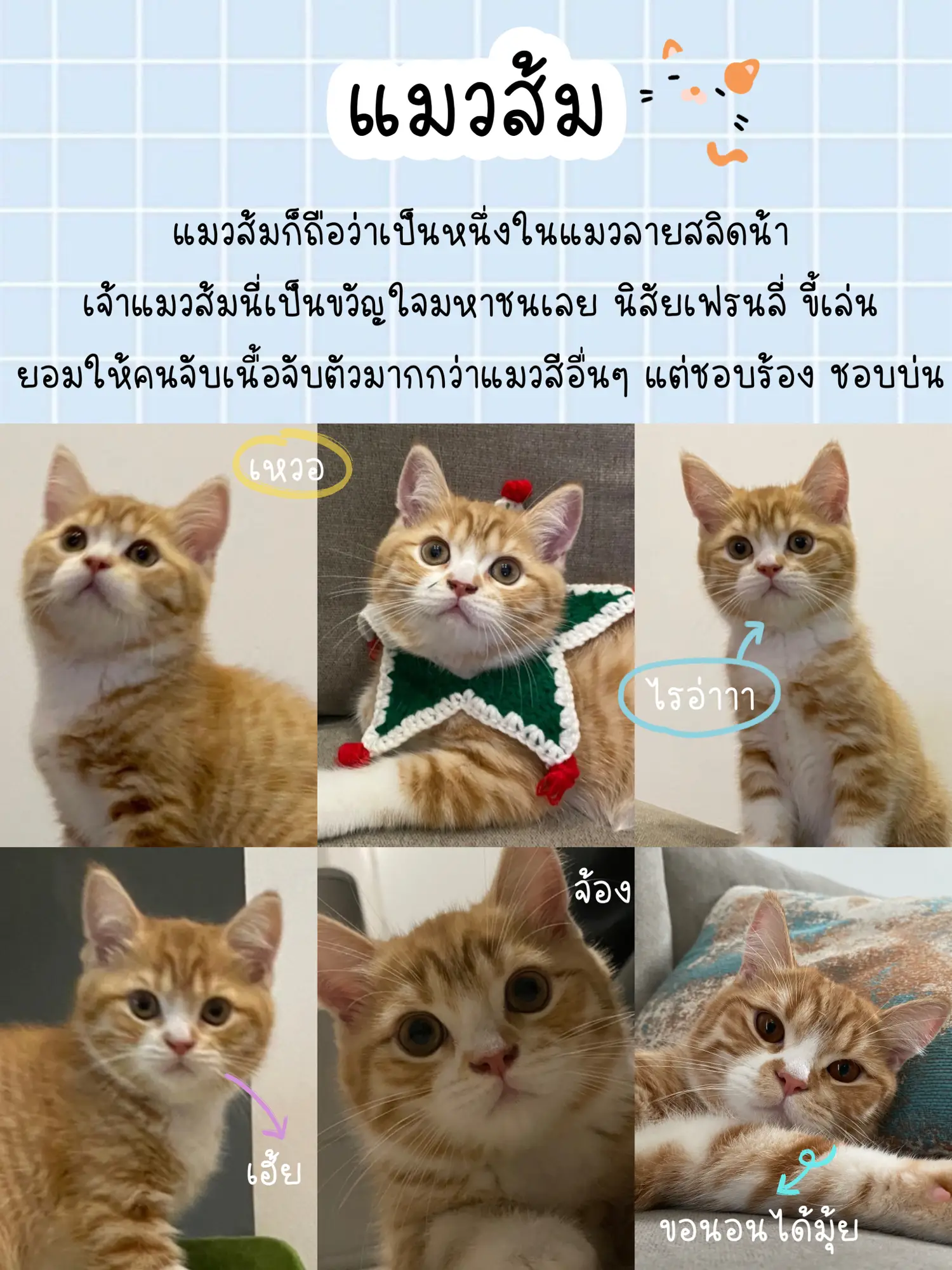 ความลับนิสัยแมวแต่ละสี🐈🐈‍⬛🙀 | แกลเลอรีที่โพสต์โดย ᴇᴀʀɴɴ ̈ | Lemon8
