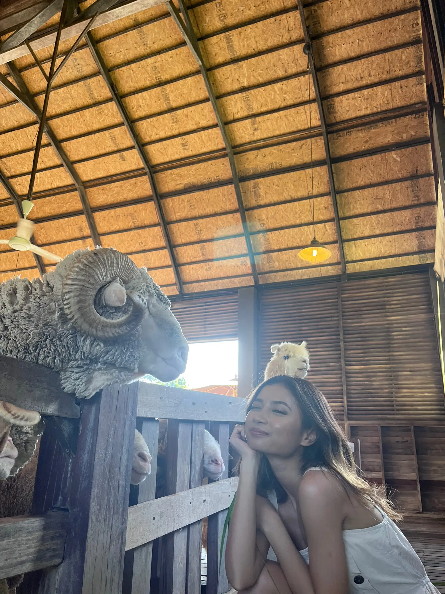 ไปถ่ายรูปกับอัลปาก้ากันนน🎉 | แกลเลอรีที่โพสต์โดย Magic | Lemon8