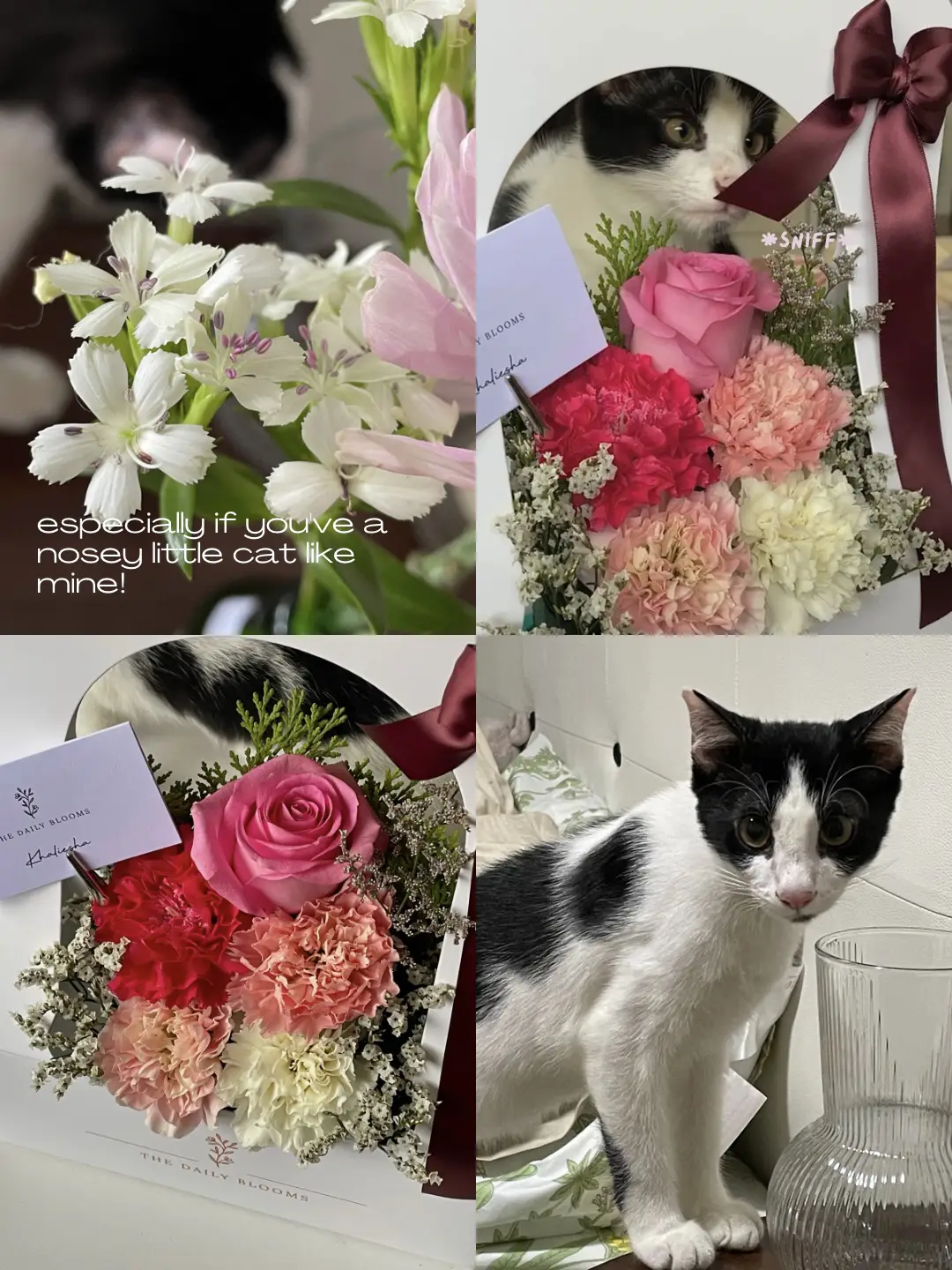 cat gf or bf? — guide to cat-friendly flowers 🌷 | Gallery posted by lie ...