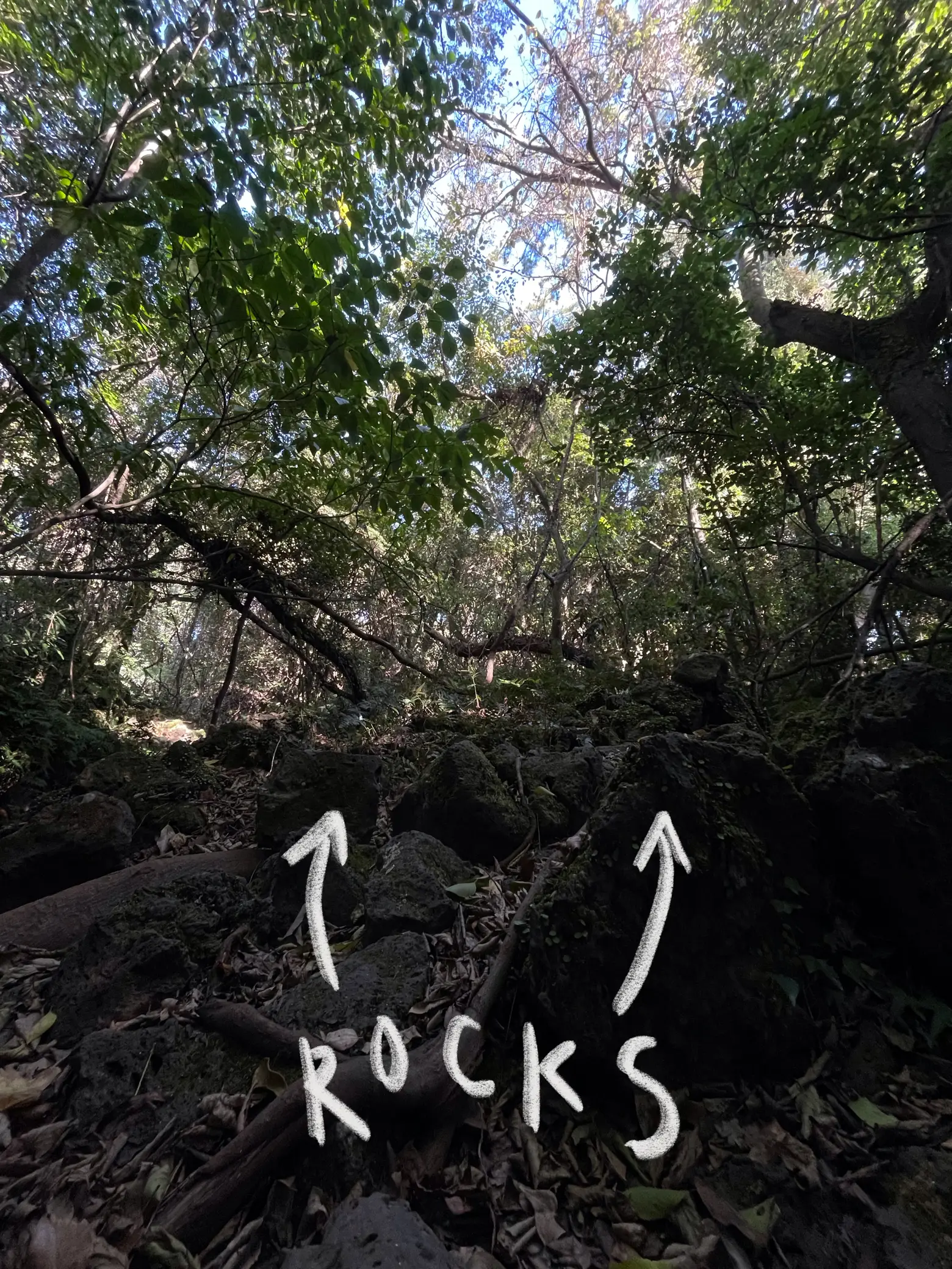 Peaceful Forest Trail: Hwansang Forest 🌳 | Gallery posted by Ethan Chan ...