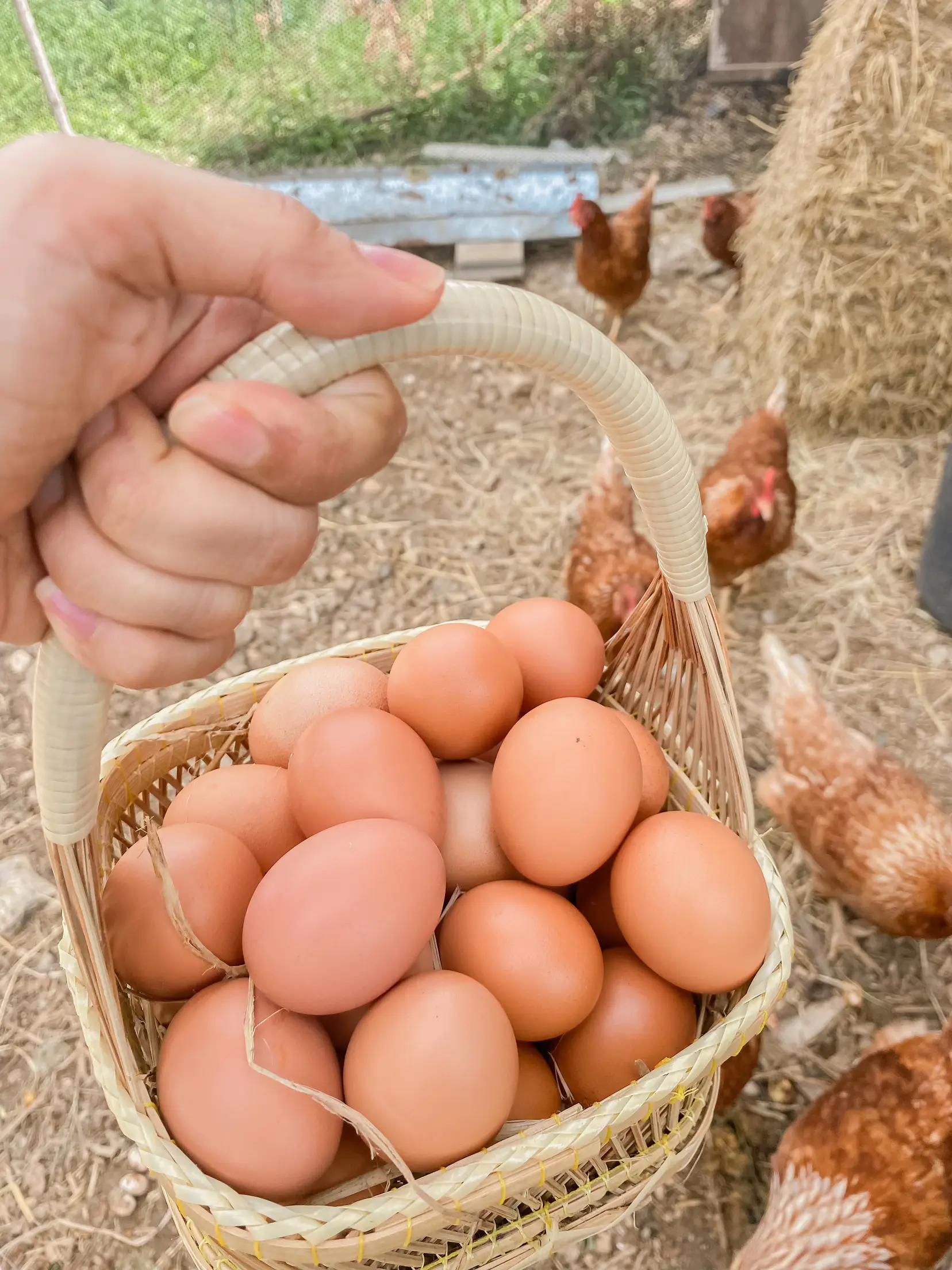 เลี้ยงไก่ไข่ ได้อะไรมากกว่าที่คิด 🐓 | แกลเลอรีที่โพสต์โดย 💕 khun_ploy | Lemon8