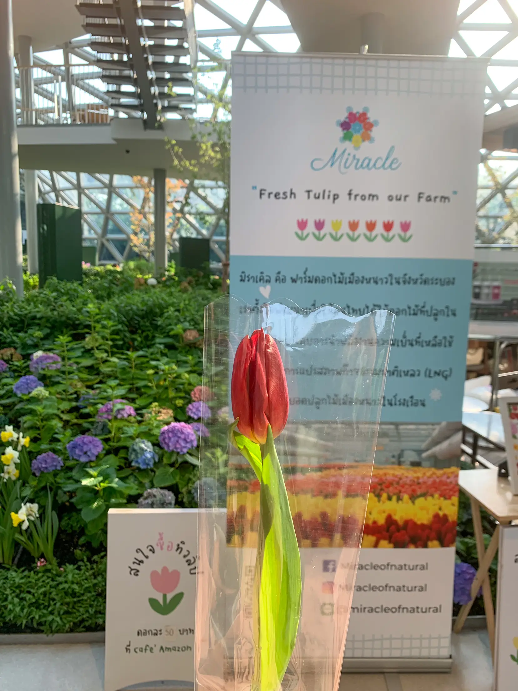 Miracle Of Natural | Rayong สวนดอกไม้เมืองหนาว 🌷 | แกลเลอรีที่โพสต์โดย ...