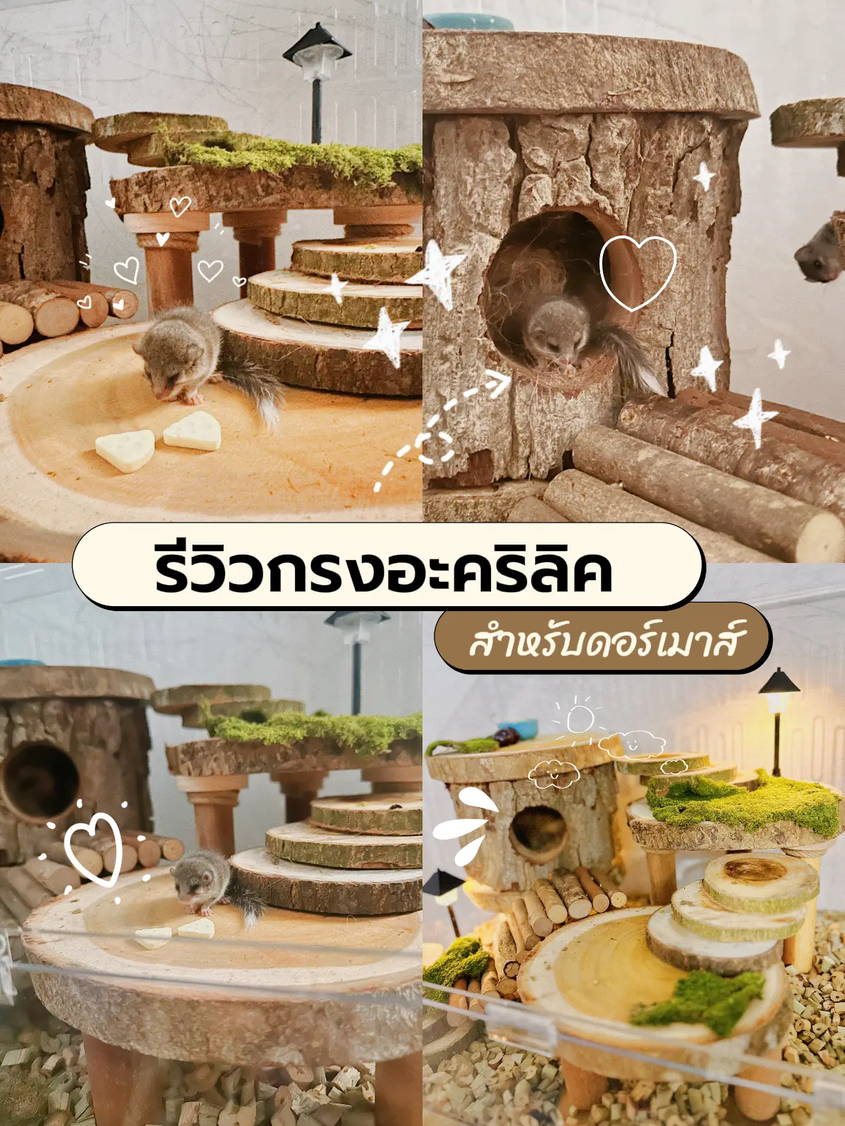 Tiny Squirrel Dormouse Review Cage Acrylic🛖🐿️🌼 | Gallery posted by บีม ...