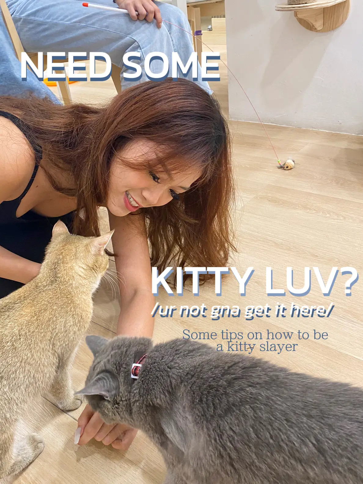 $9 cat cafe to kinda get ignored…. 😭😭 | แกลเลอรีที่โพสต์โดย Yooks | Lemon8