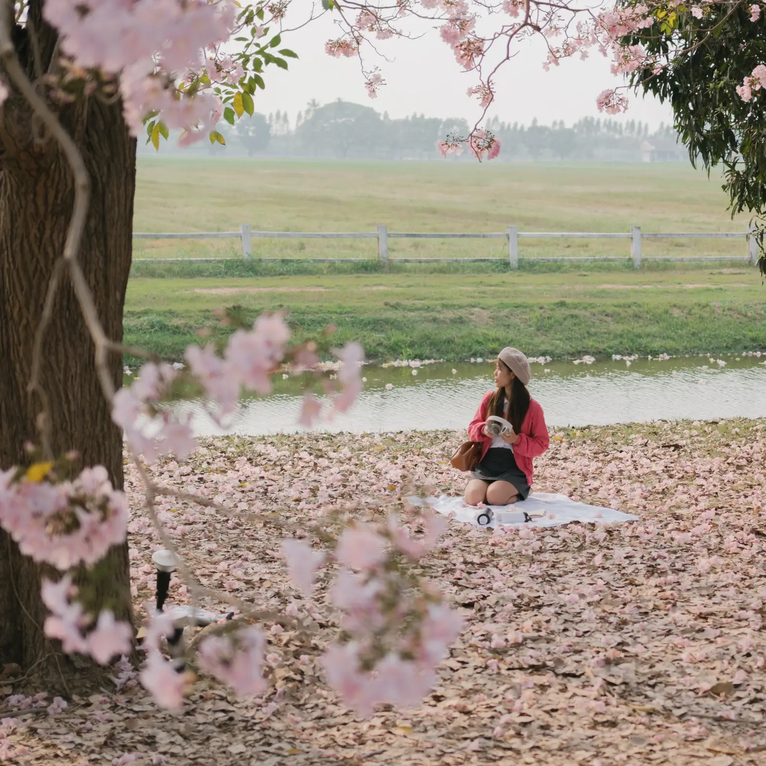 ชมพูพันธุ์ทิพย์ #กำแพงแสน 2023 🌸🍃 | แกลเลอรีที่โพสต์โดย lbzero | Lemon8