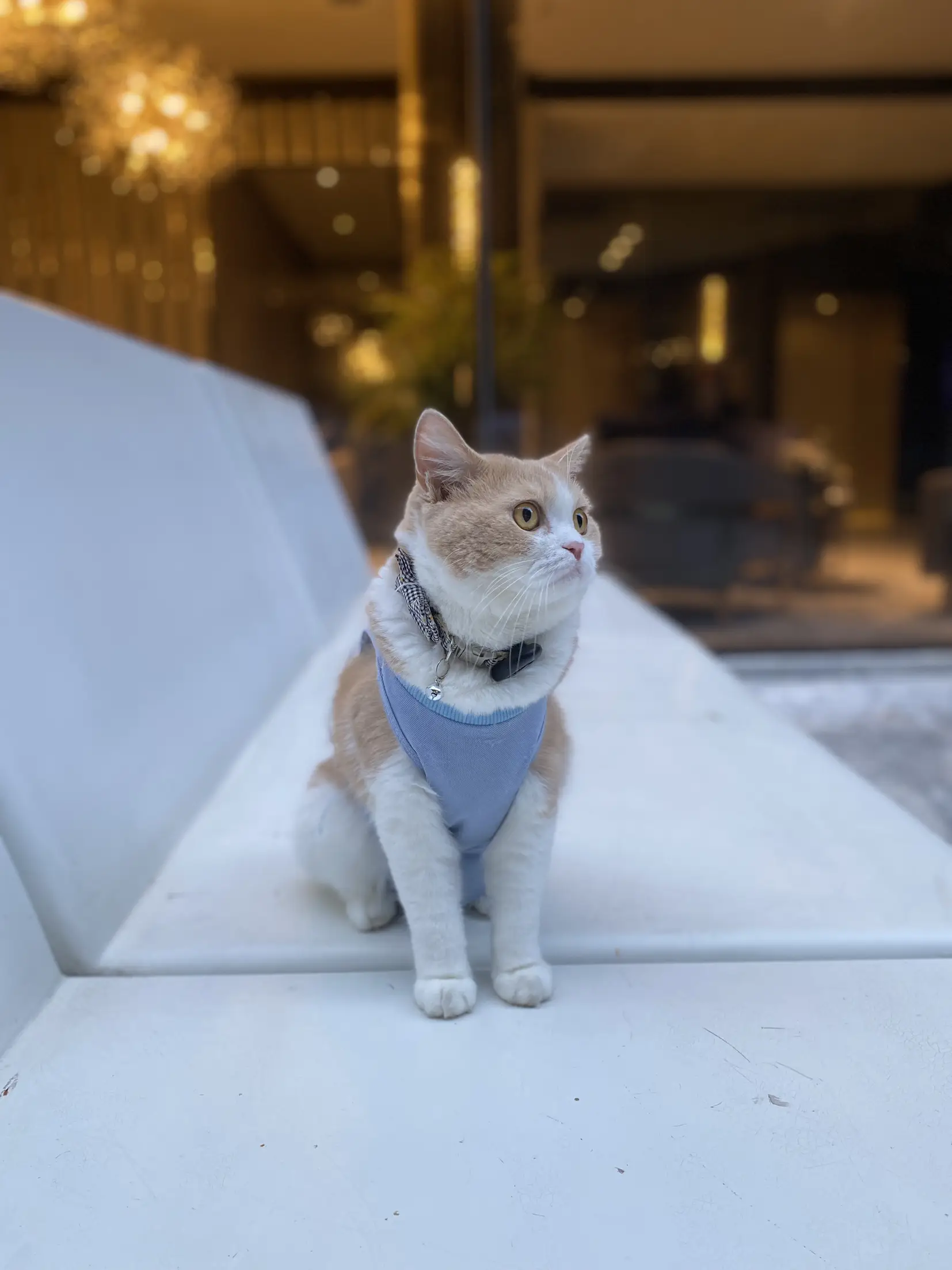 อวดรูปน้องแมว(อ้วน) | แกลเลอรีที่โพสต์โดย KWG🌸 | Lemon8