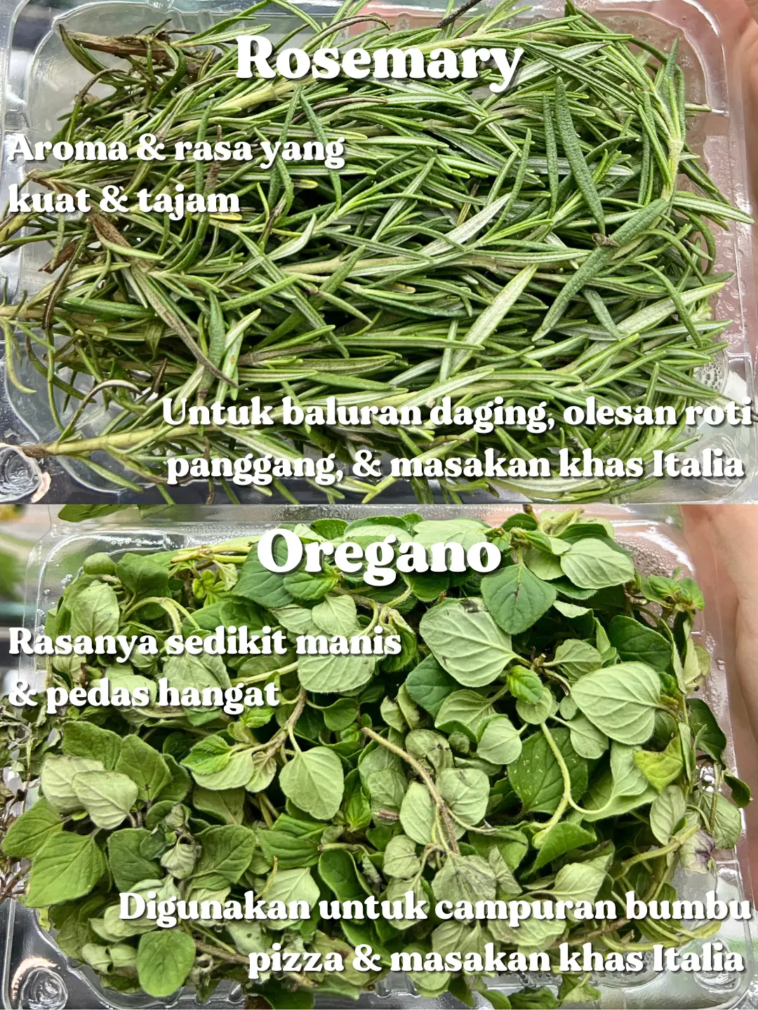 6 Jenis Daun Rempah & Kegunaannya🌱🌿🍀💚 | Gallery posted by Angeline ...