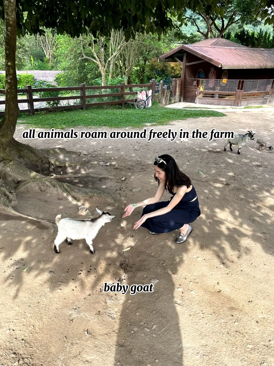 capybara bangkok - Lemon8 Search