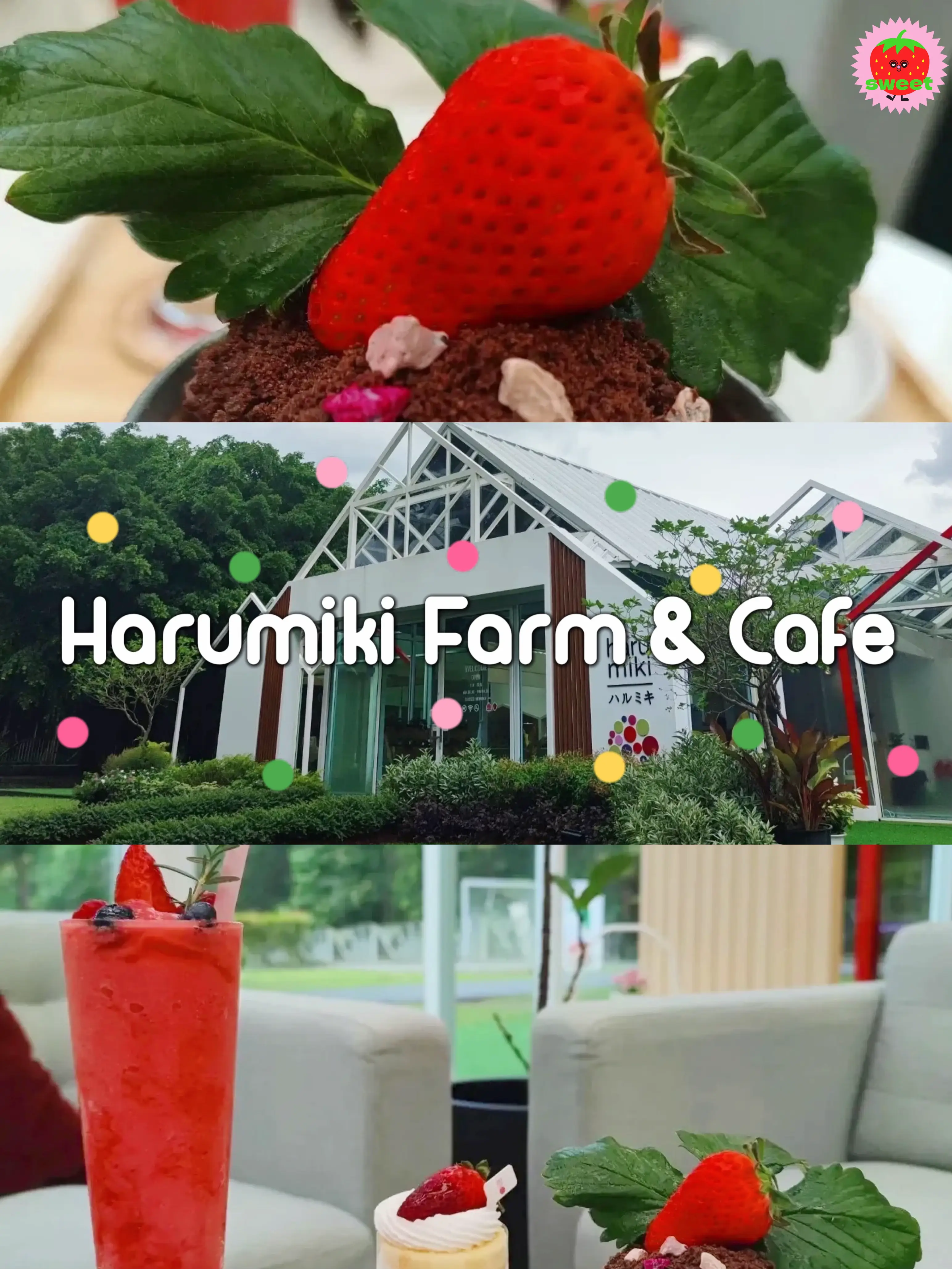 Harumiki Farm & cafe คาเฟ่ฟีลกู้ดในสวนสมุนไพร จ.ระยอง 🍓 | แกลเลอรีที่โพสต์โดย Chutima.A | Lemon8