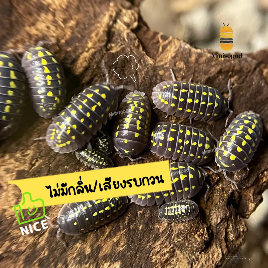 ข้อดี ข้อเสีย การเลี้ยง Isopod ไอโซพอด แกลเลอรีที่โพสต์โดย