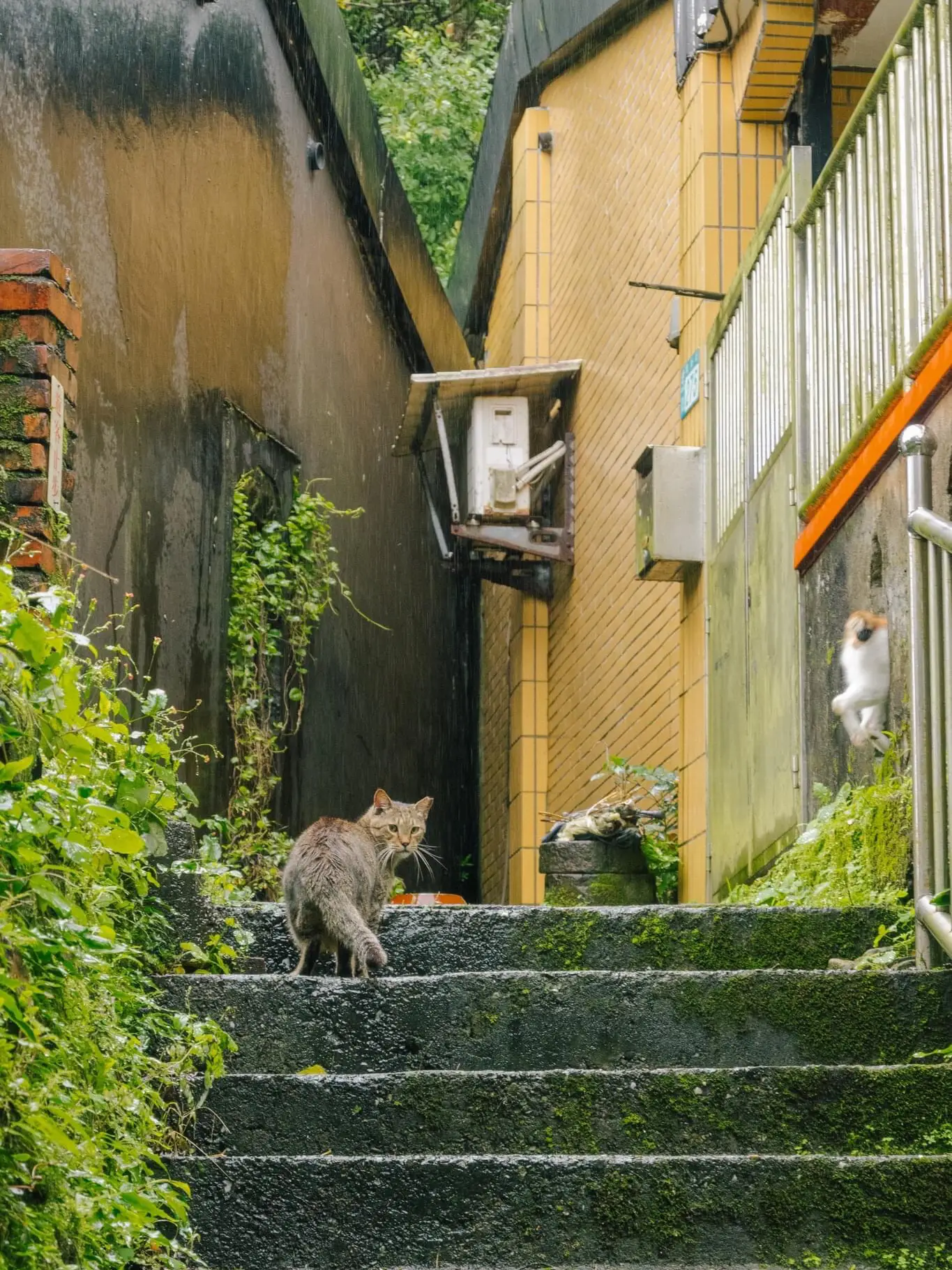 หมู่บ้านแมว ‘Houtong Cat Village’ #ไต้หวัน 🐈🇹🇼 | Gallery posted by ...