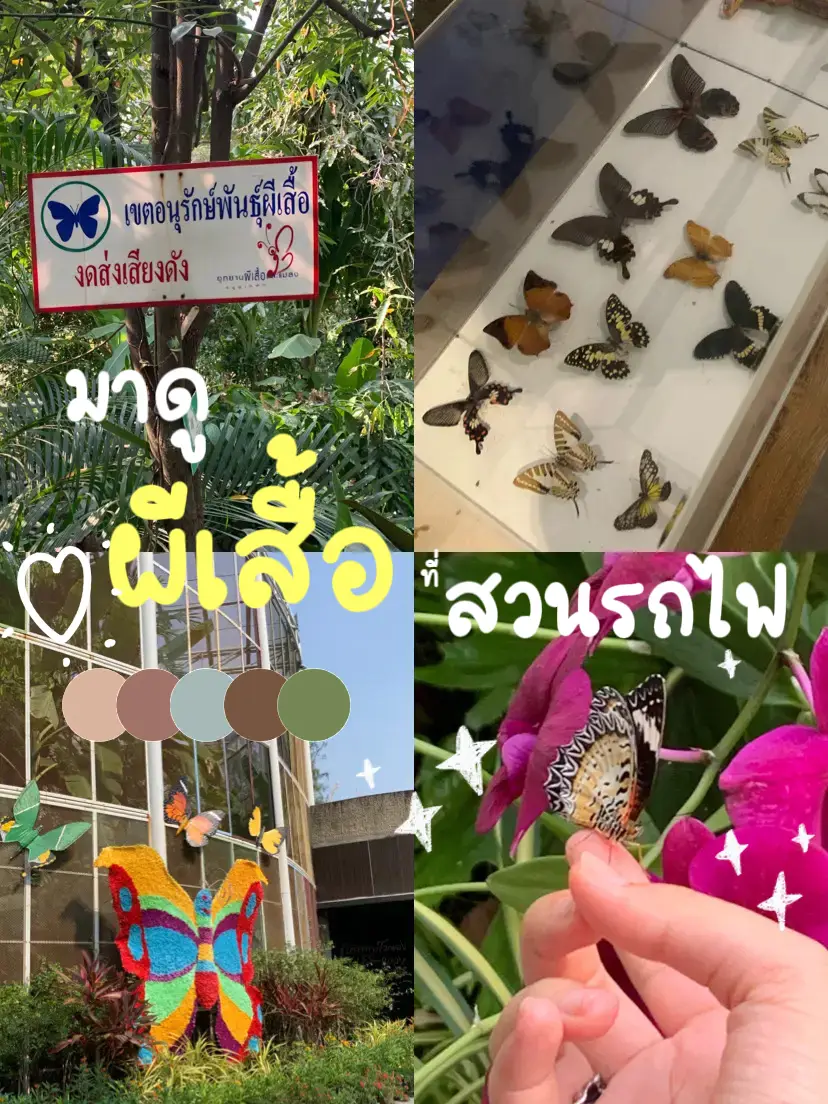 ไปดูผีเสื้อที่สวนจัตุจักร 🦋🌷 | แกลเลอรีที่โพสต์โดย JJ | Lemon8