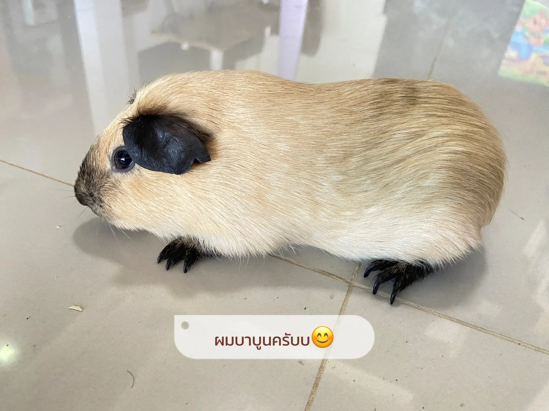 หนูแกสบี้ครั้งแรก แกลเลอรีที่โพสต์โดย Jolie Lemon8