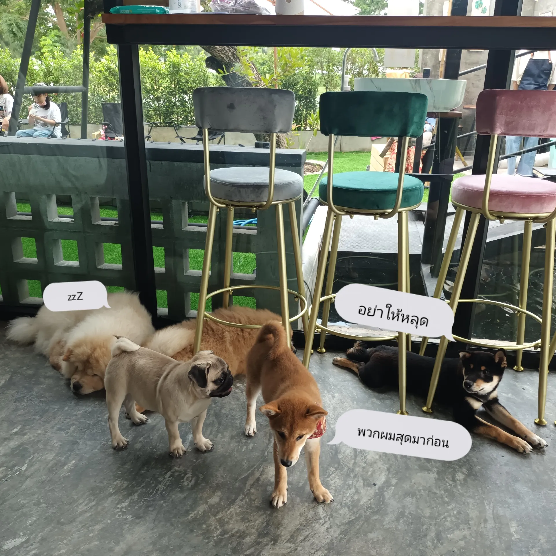DEE DOG CAFE 🐶🐕‍🦺🐩 | แกลเลอรีที่โพสต์โดย Sister2 | Lemon8