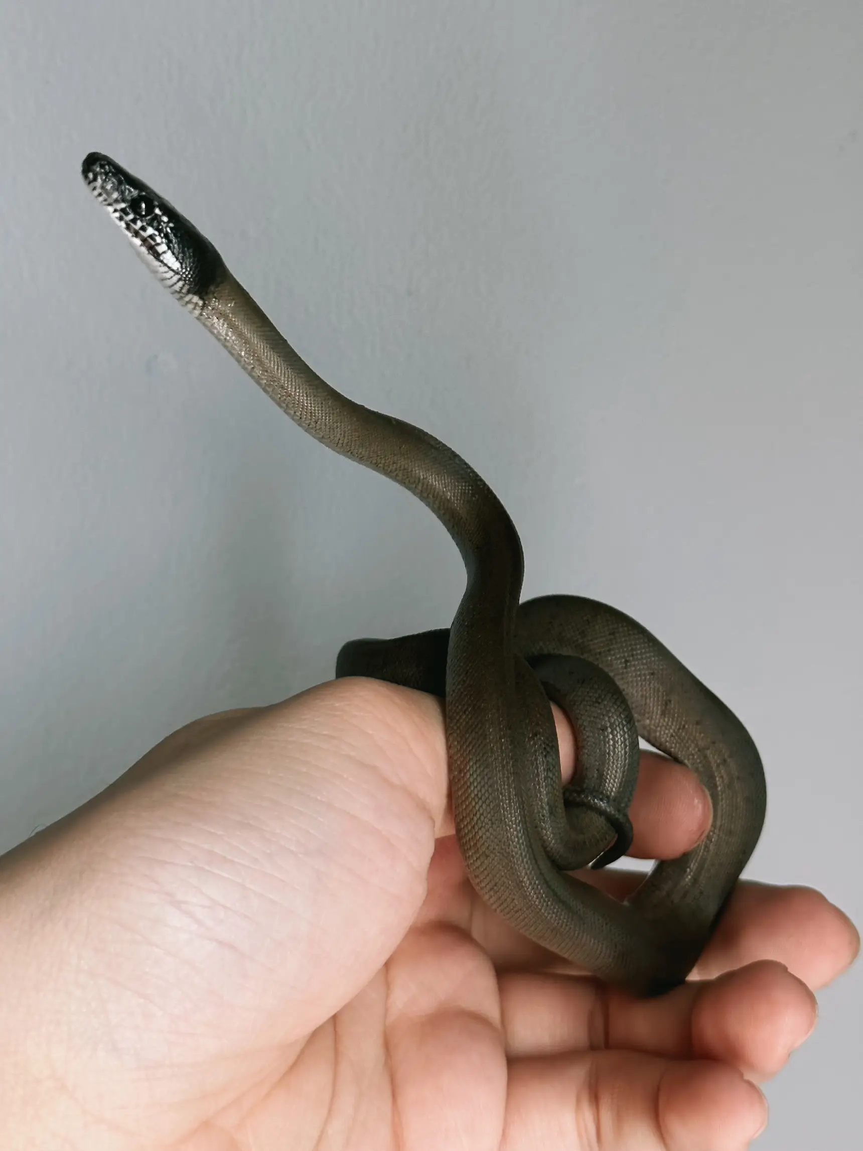 White Lipped Python 🐍 | แกลเลอรีที่โพสต์โดย Putter | Lemon8