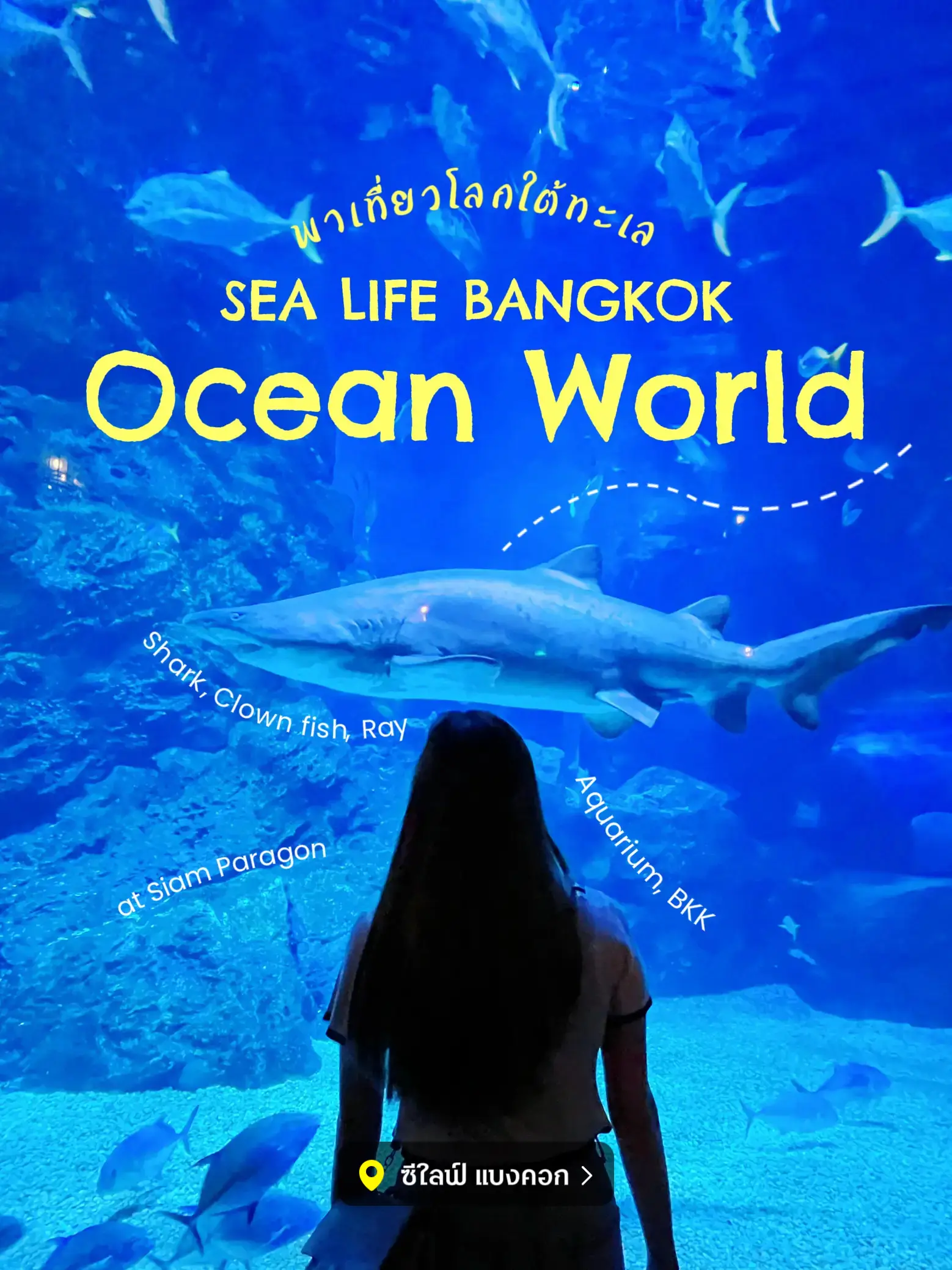 Travel! Sea Life Bangkok Ocean World🐬 | Gallery posted by Pearrie bob ツ | Lemon8
