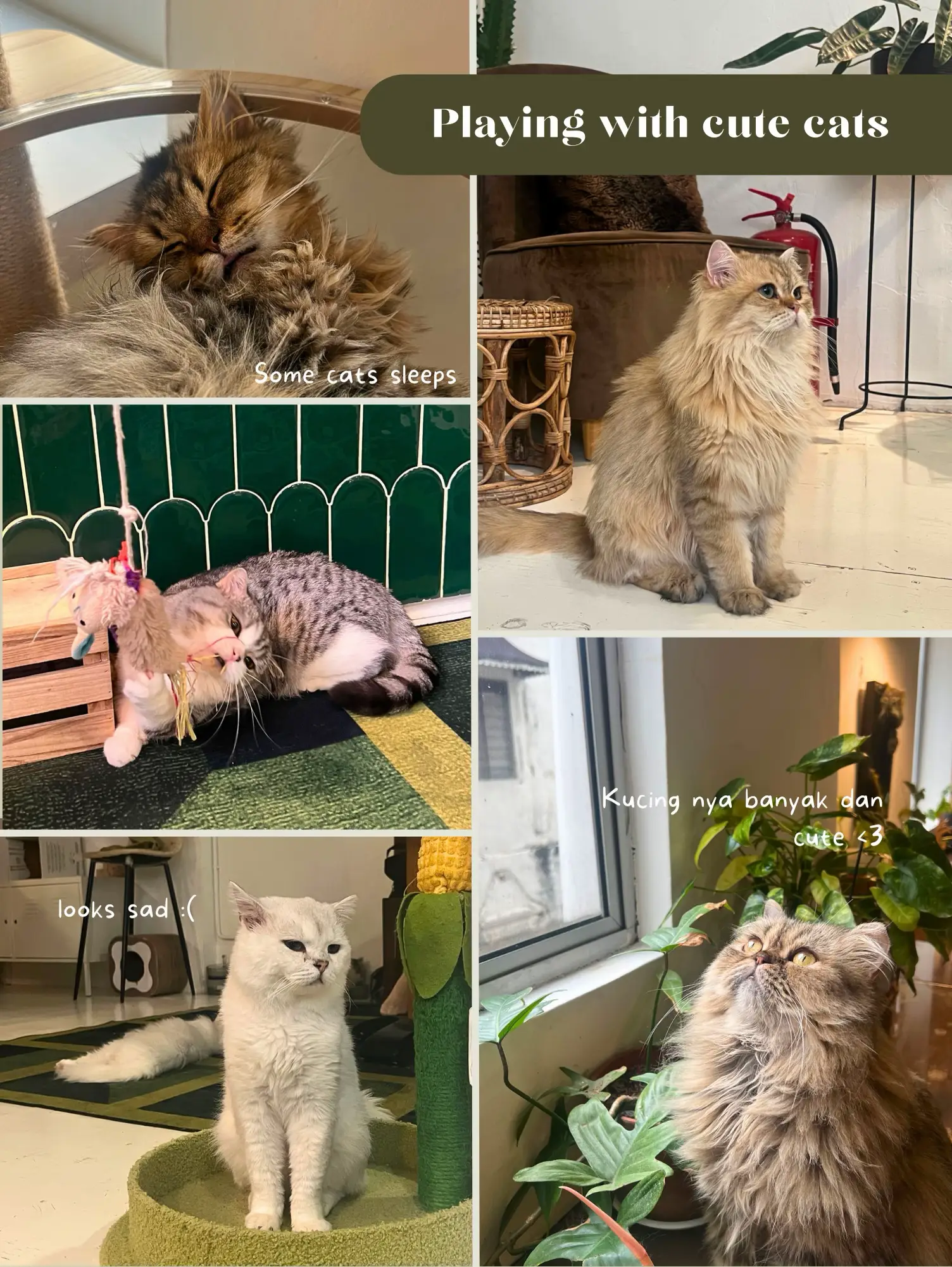 Cat café di Kuala Lumpur, Malaysia 🐱🌿 | แกลเลอรีที่โพสต์โดย Celine ...
