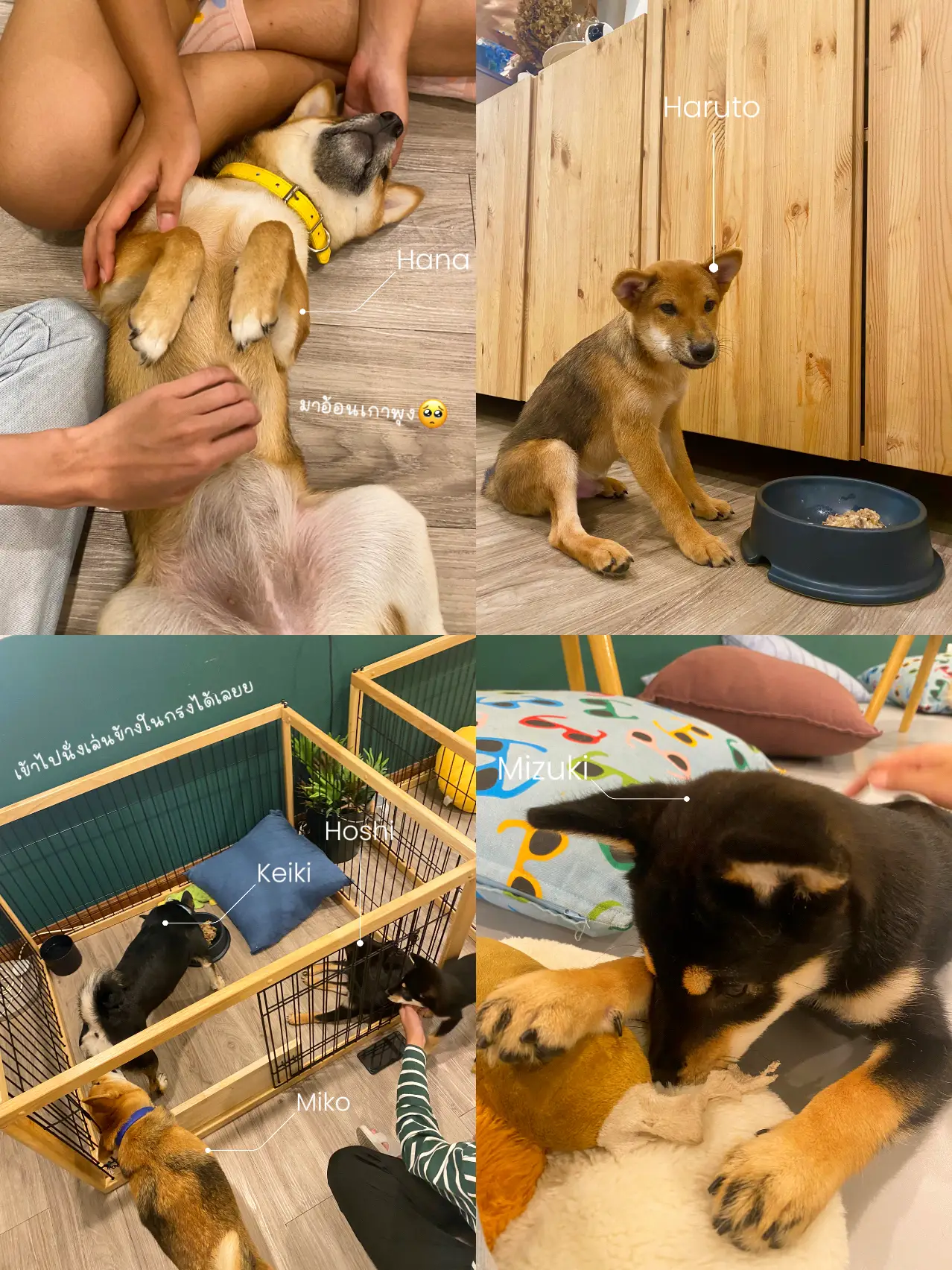 คาเฟ่หมาเปิดใหม่! Pawlidays House🐶🐾 | แกลเลอรีที่โพสต์โดย kn_yada🐰🎀 | Lemon8