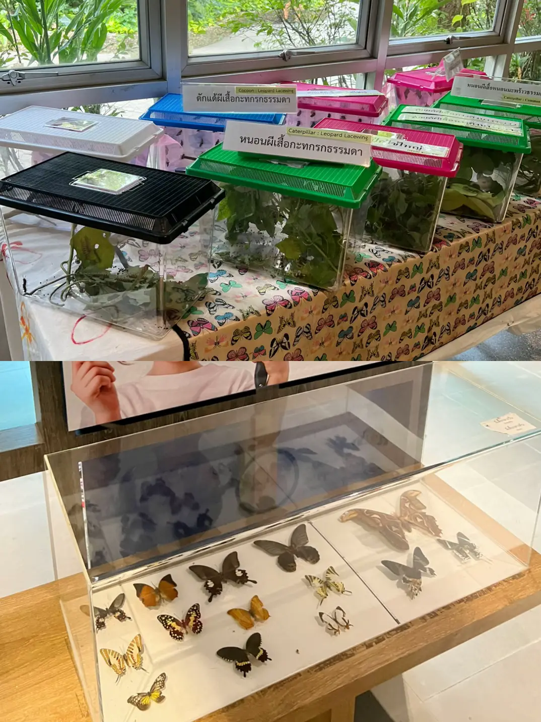 butterfly garden - การค้นหาใน Lemon8