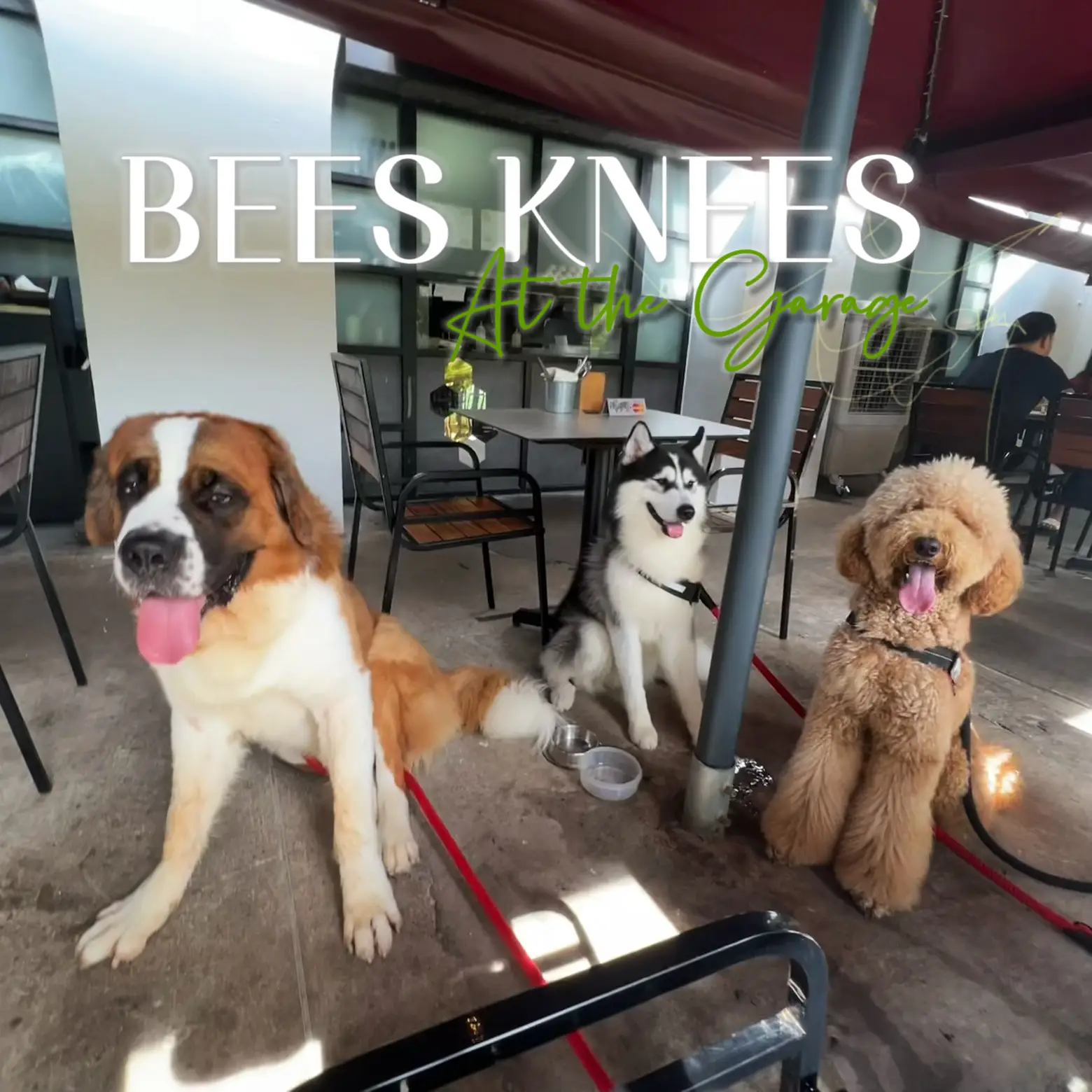 PET-FRIENDLY CAFE WITH FRIENDLY HUMANS? 🐶 | Gallery posted by ...